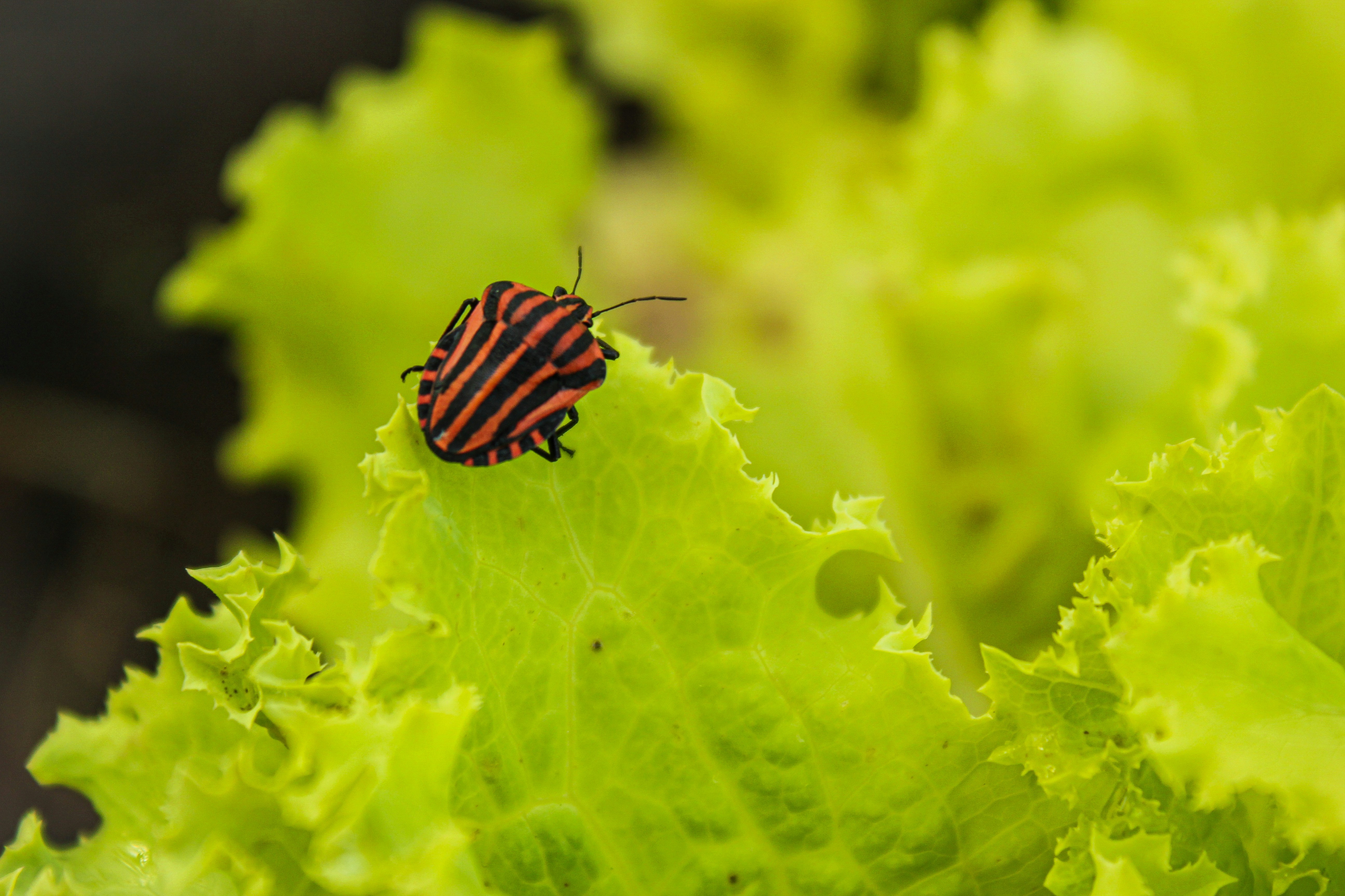 Striated shield bug on a sunlit lettuce leaf