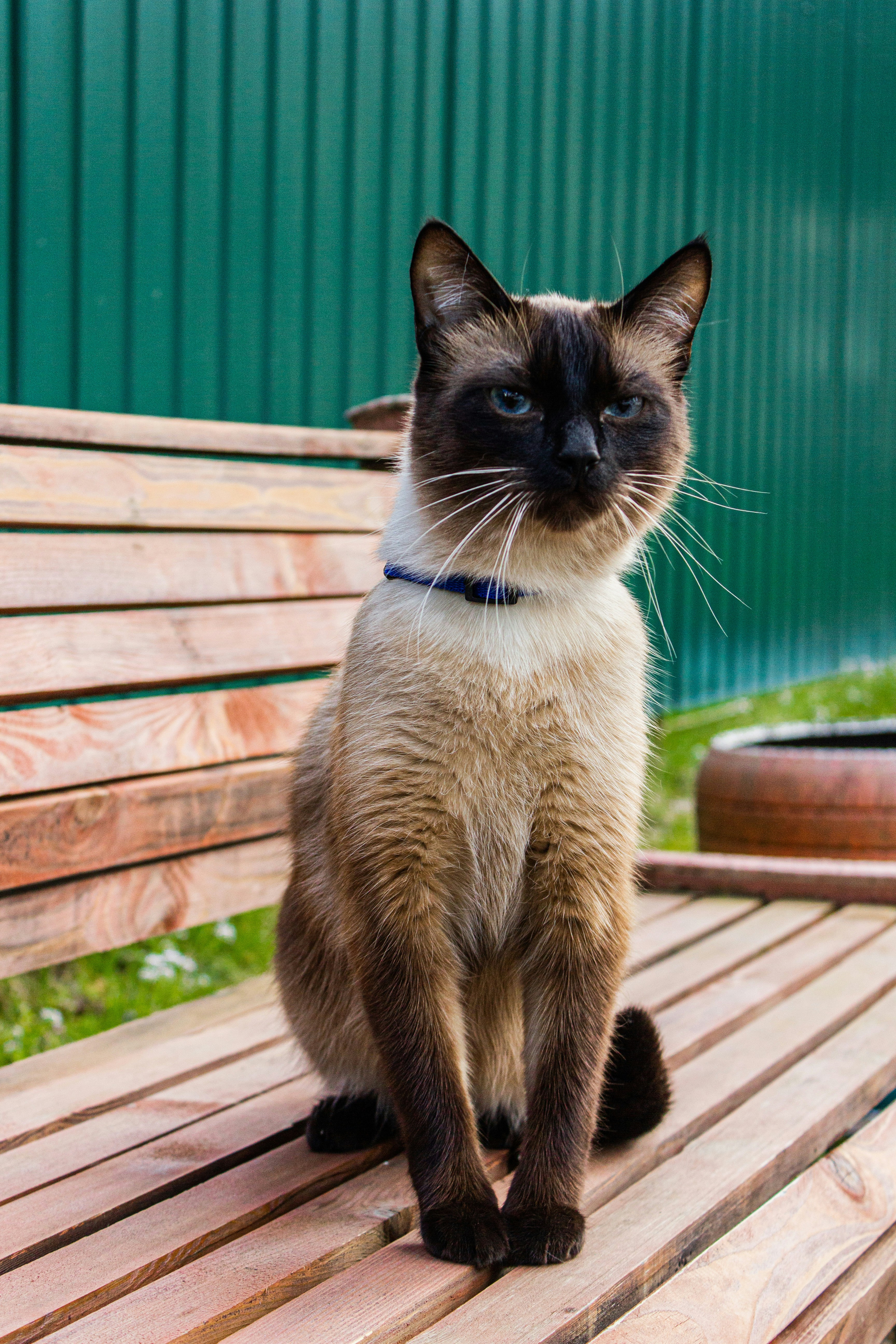 Un chat siamois assis sur un banc en bois photo – Photo Chat Gratuite ...