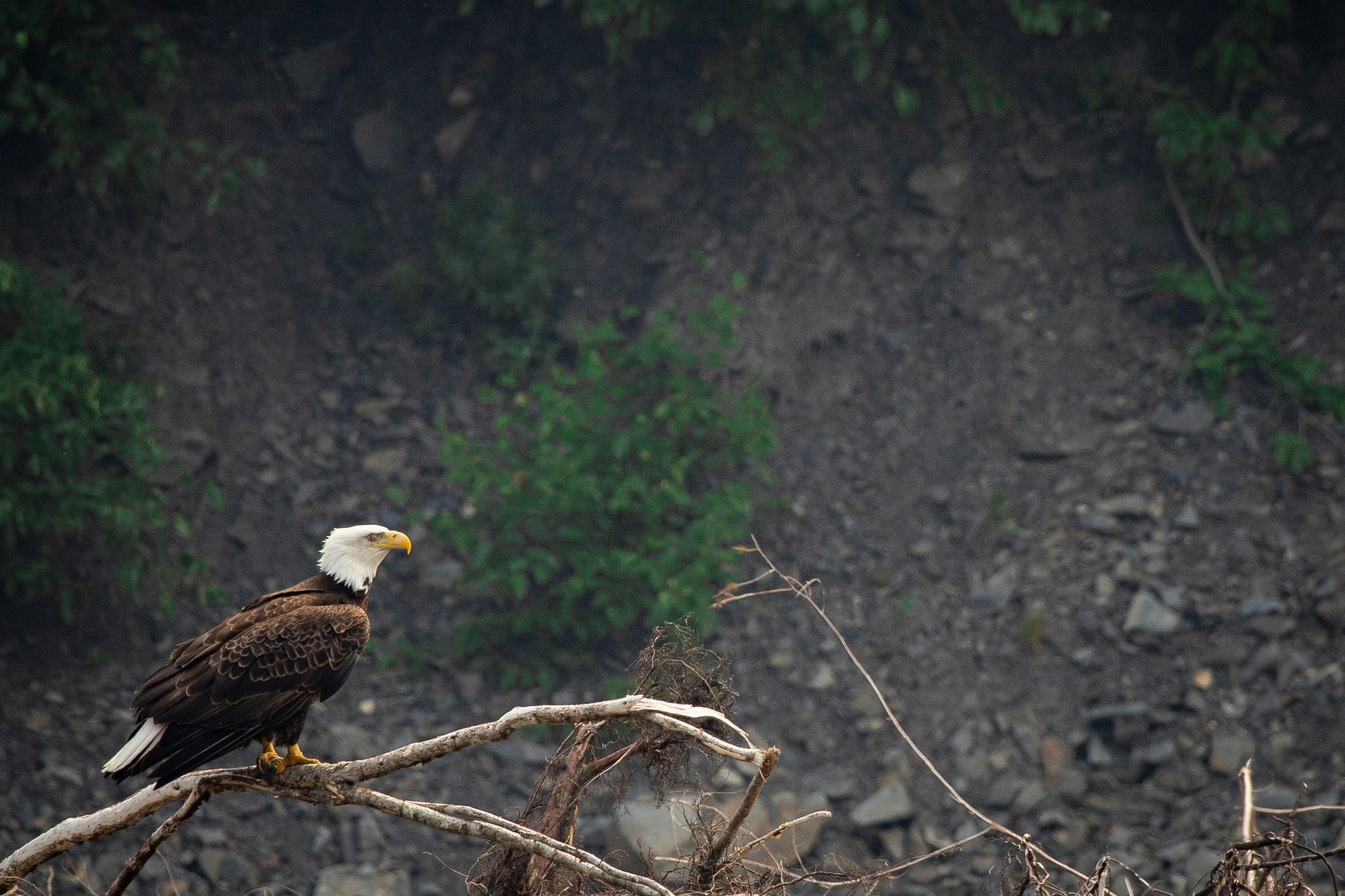 Bob And Maiko Eagle Pictures | Download Free Images on Unsplash