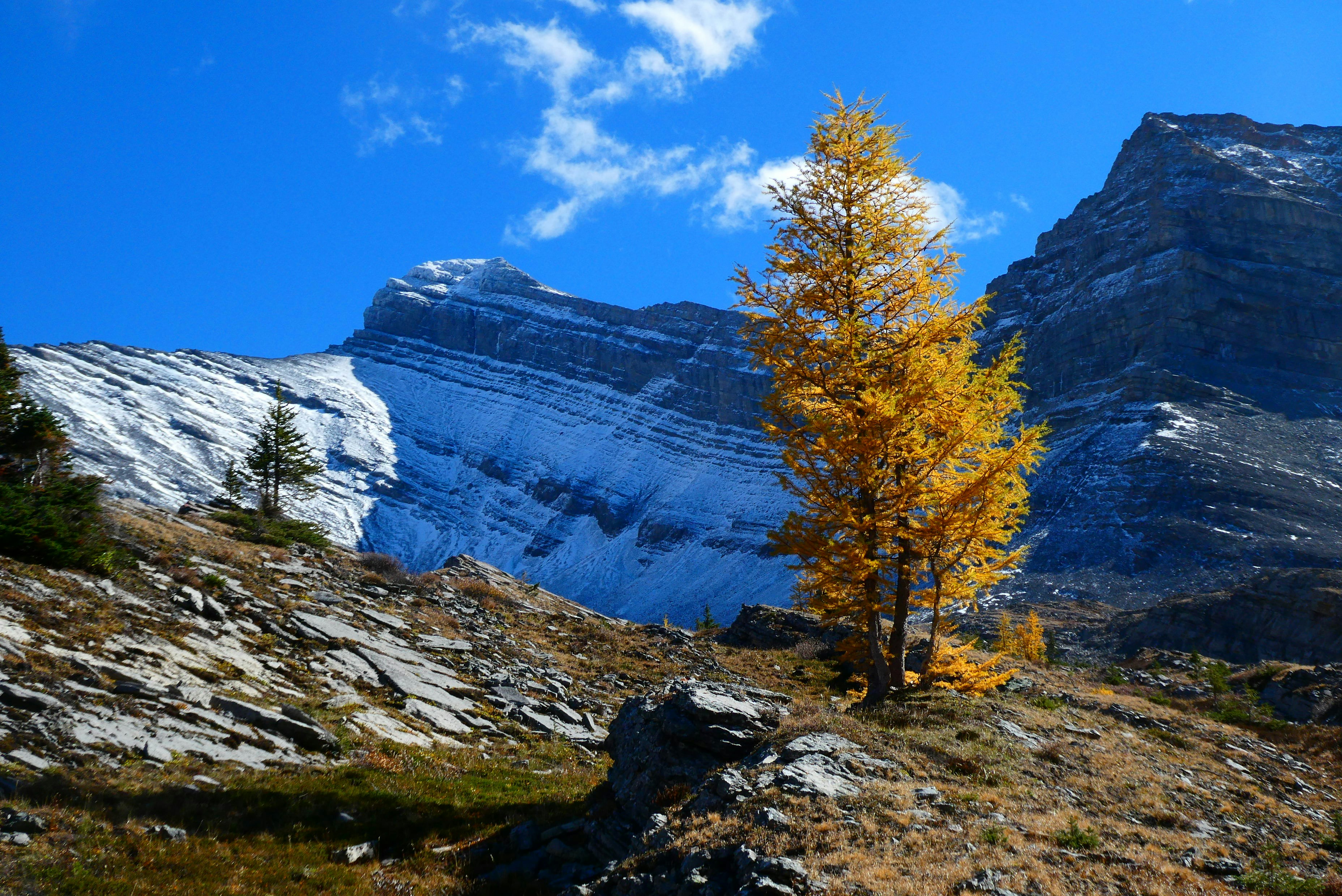 a lone tree on the side of a mountain