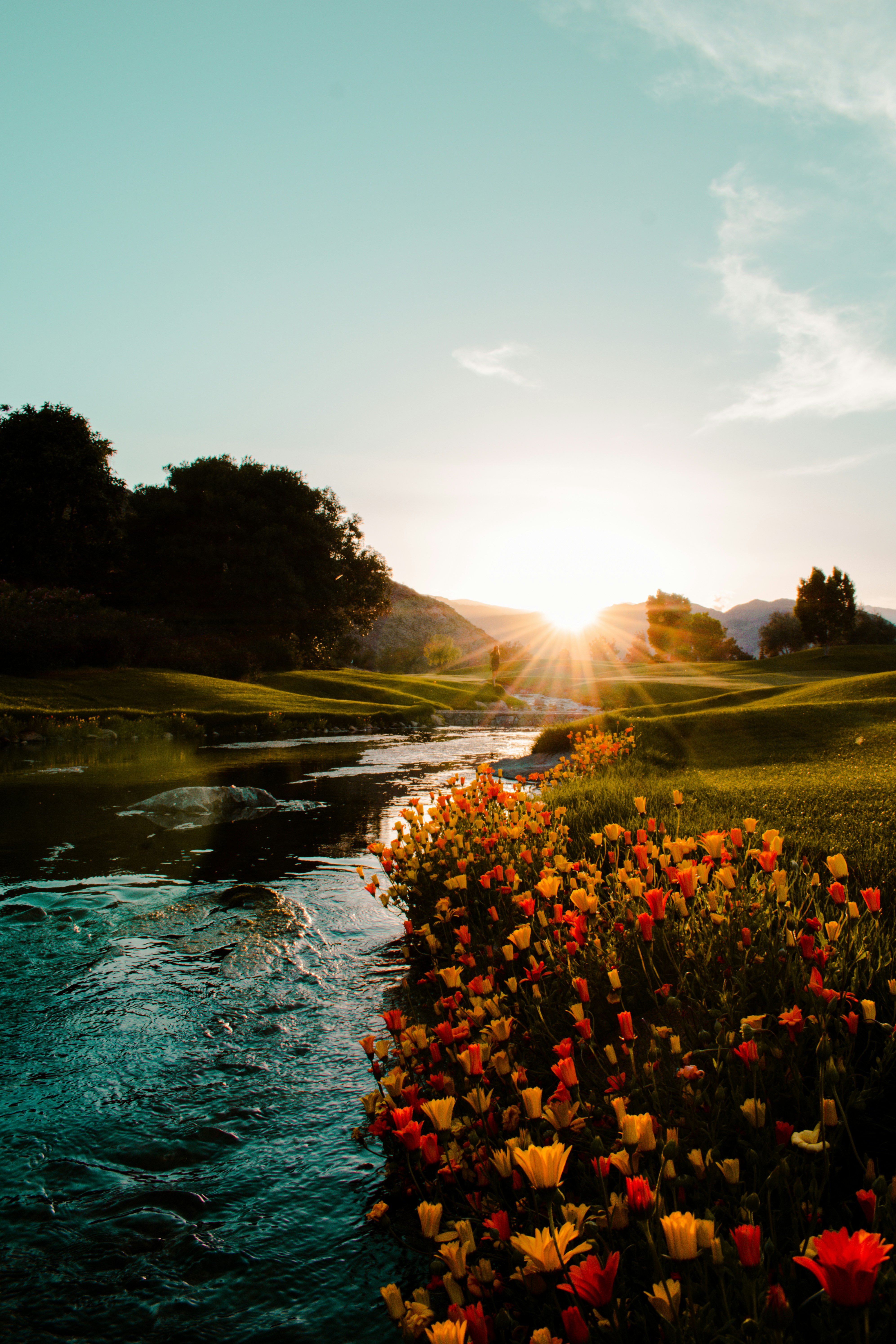 Sunlit Gorge: Tulips Bloom Along a Quiet River at Dusk