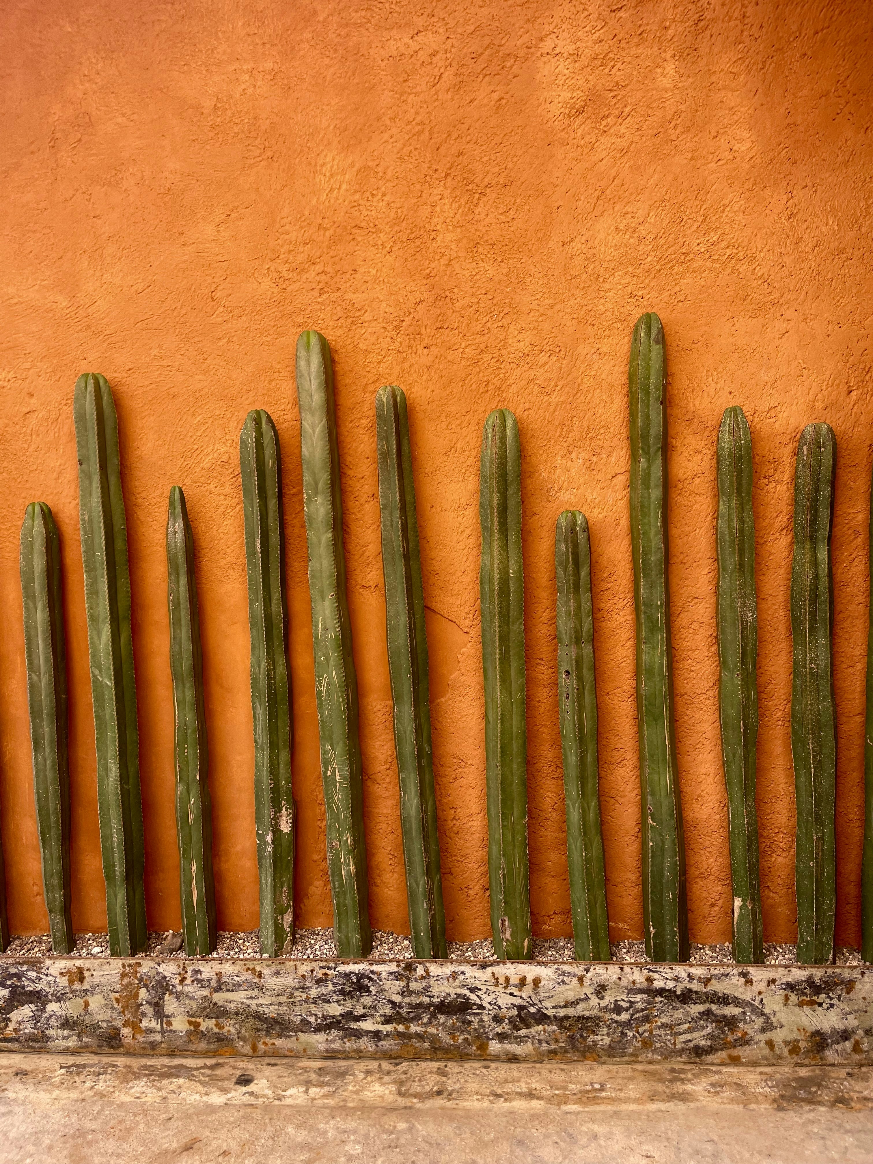 A row of tall, green cacti against a warm orange wall, showcasing a harmonious blend of natural and architectural elements.