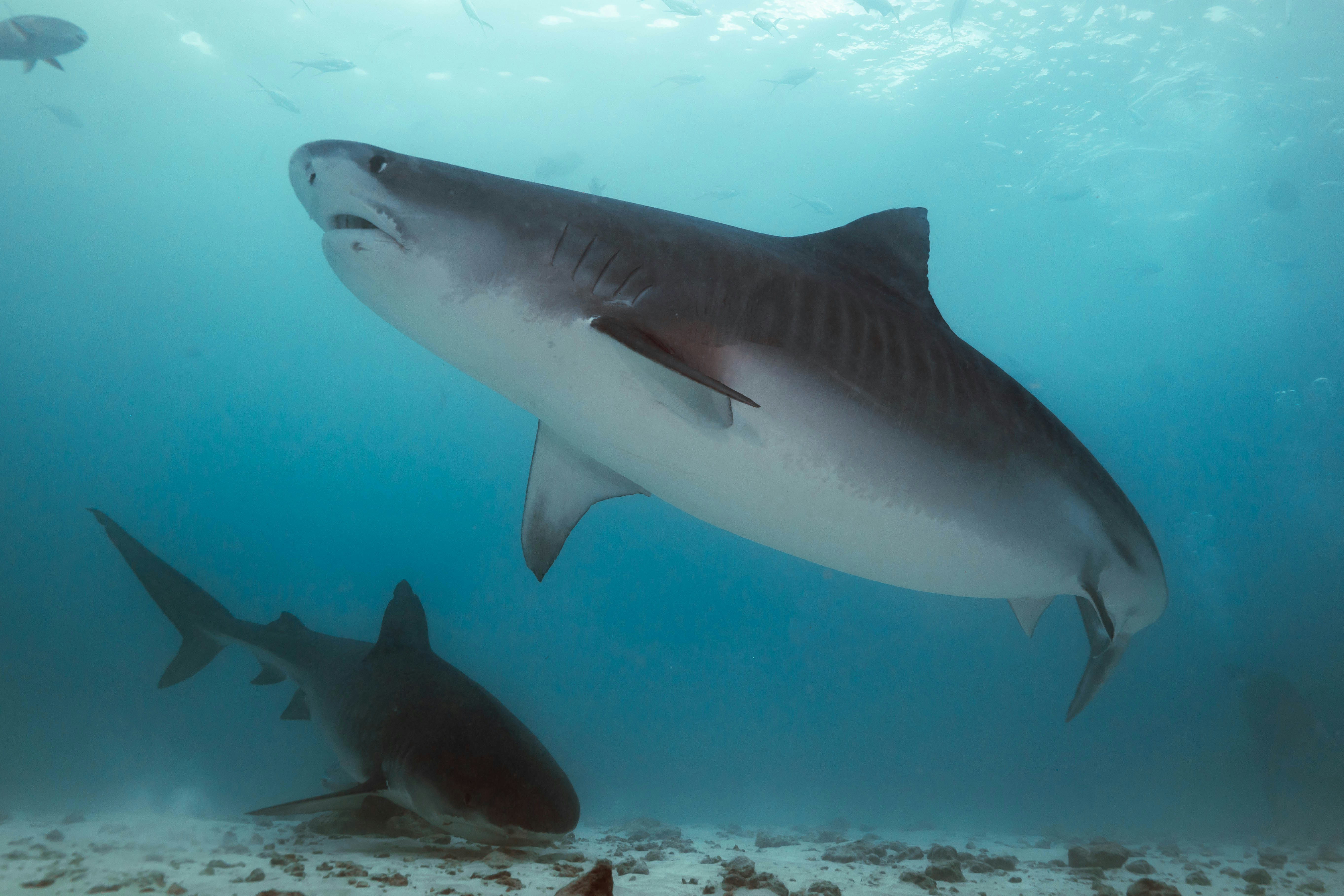 A group of sharks swimming in the ocean photo – Free Fish Image on Unsplash
