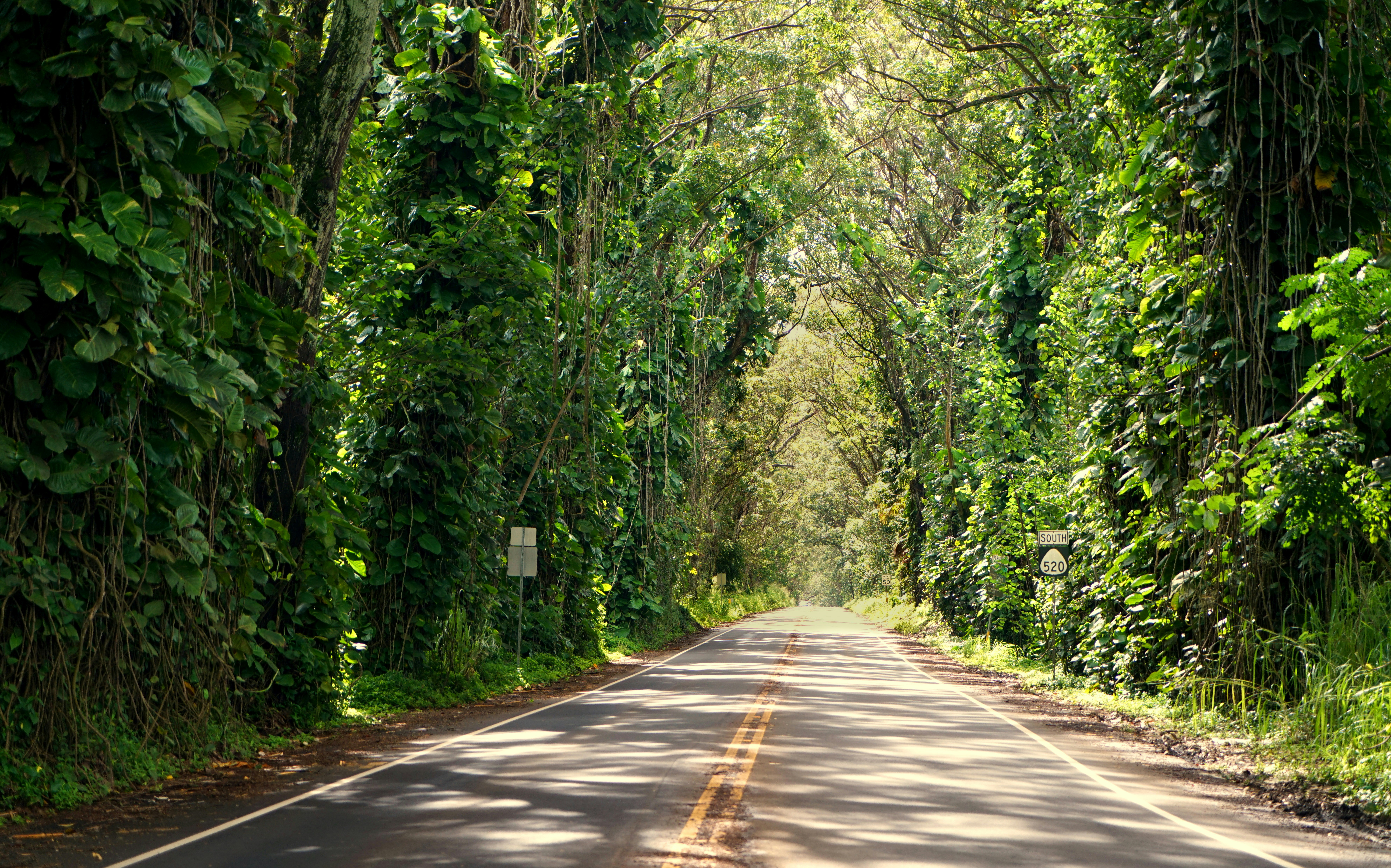 An empty road surrounded by trees and greenery photo – Free Road Image ...