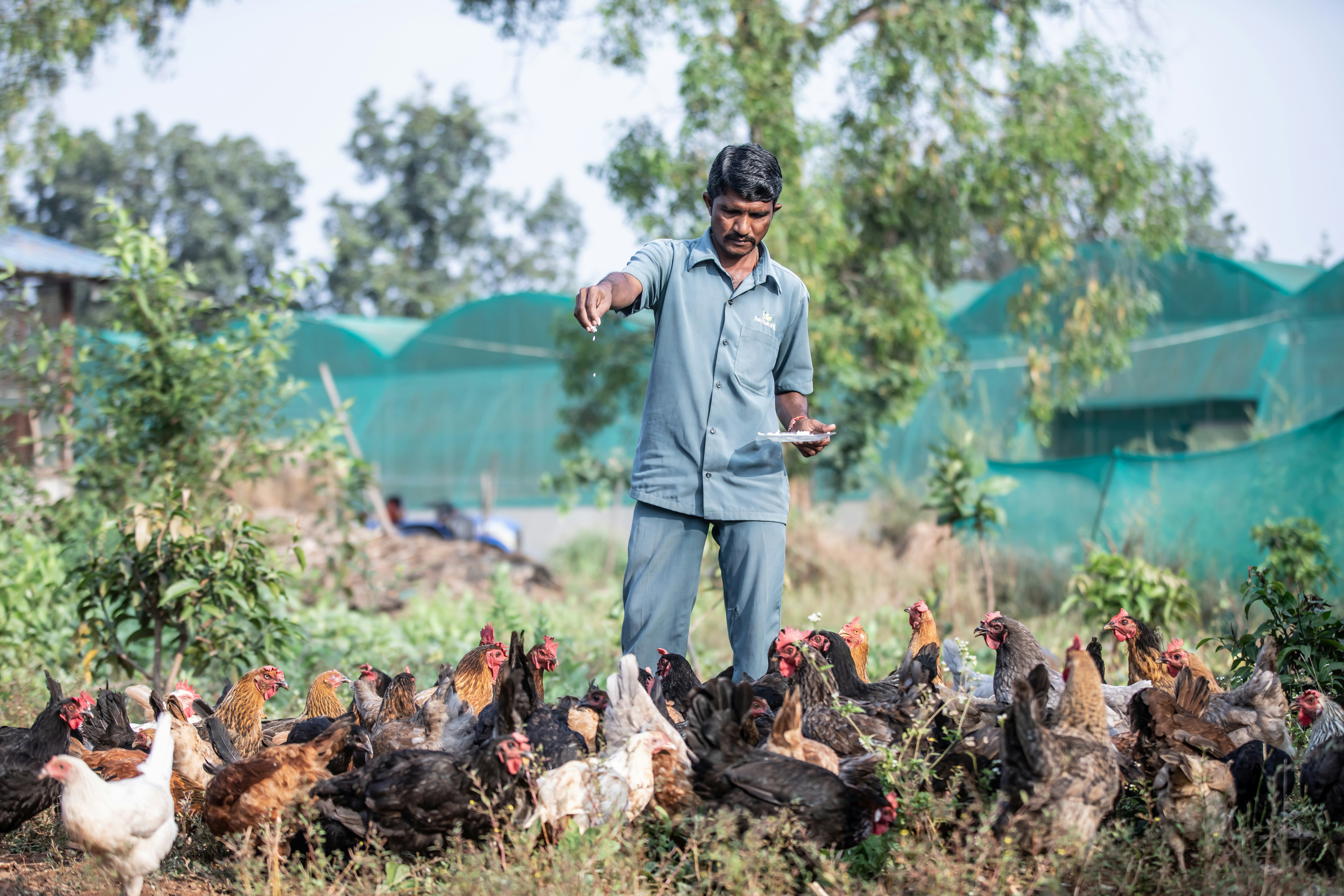 A man standing next to a bunch of chickens photo – Free Human Image on ...
