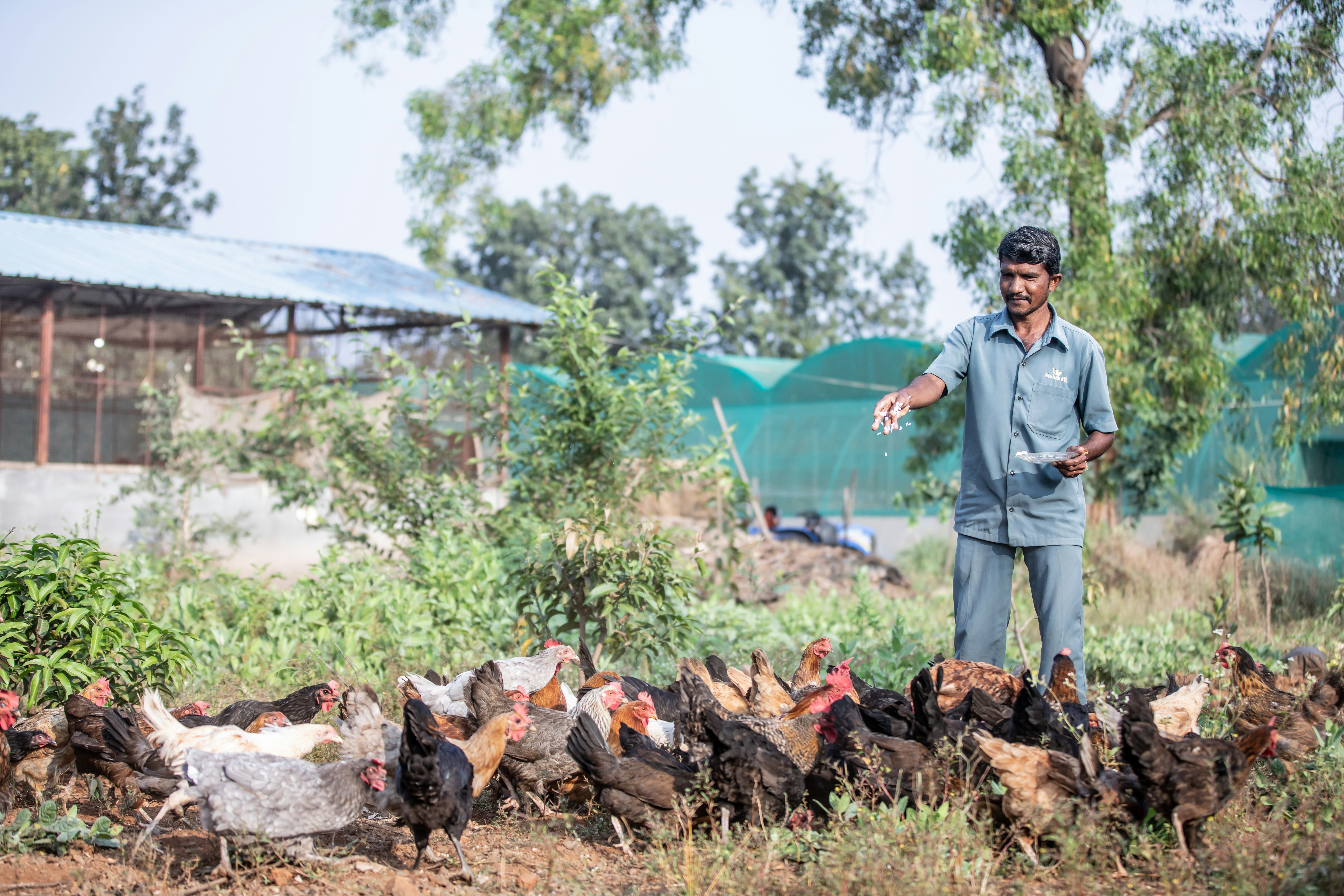 Un homme debout à côté d’un groupe de poulets photo – Photo La personne ...