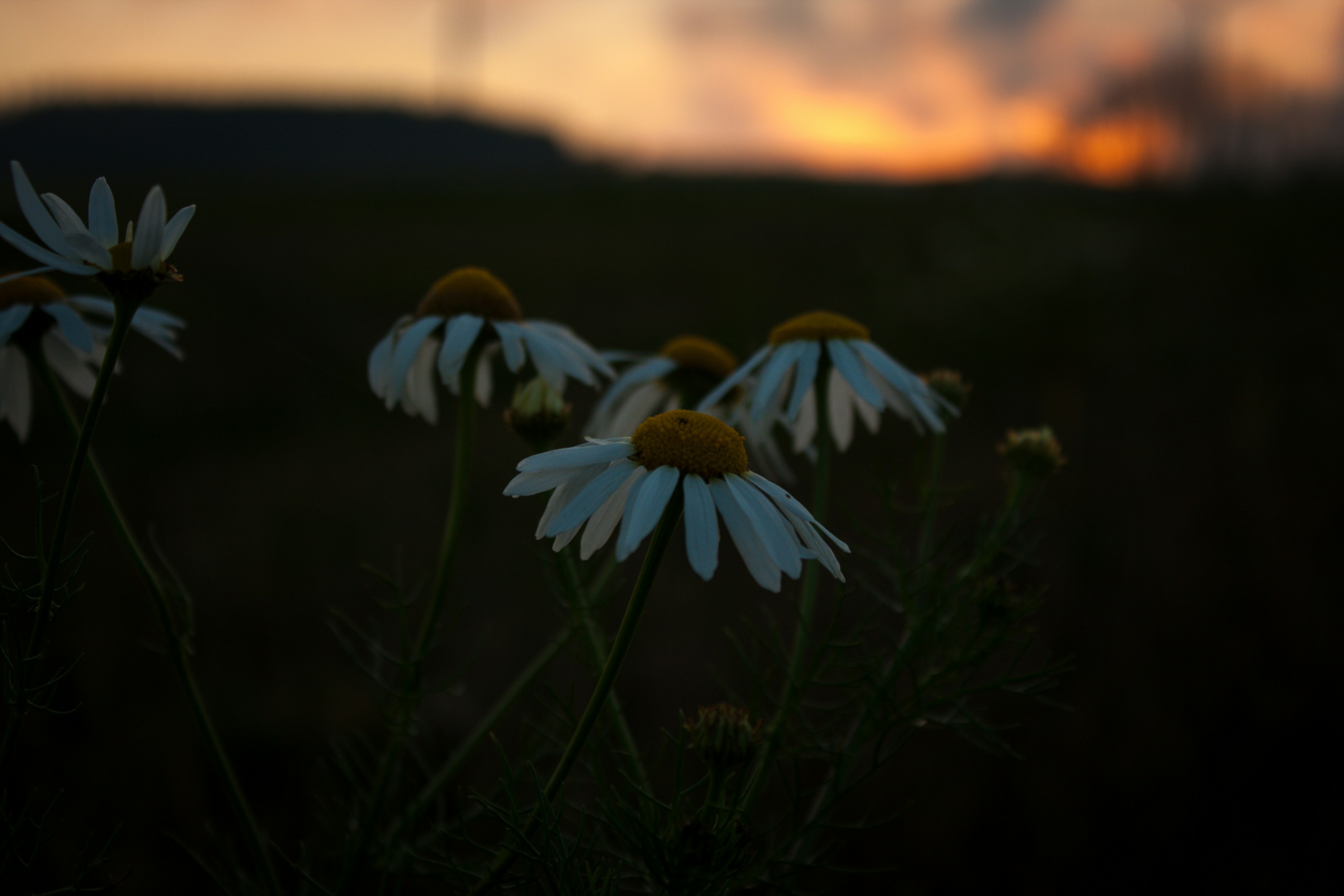 Dusk Over the Meadow: White Daisies Holding the Last Light