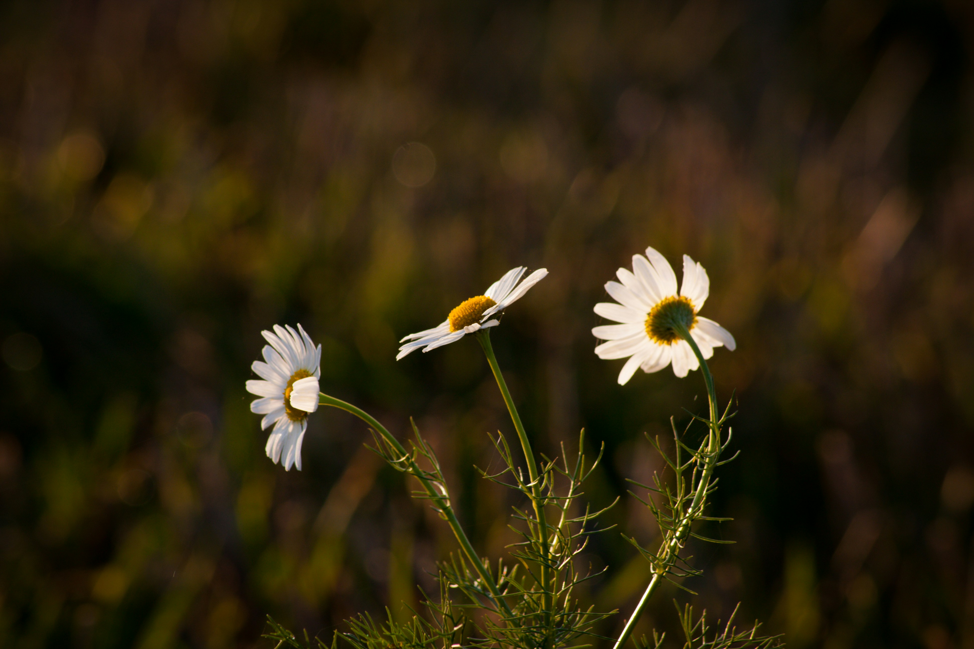Amber Backlight Daisies: A Quiet Meadow Portrait