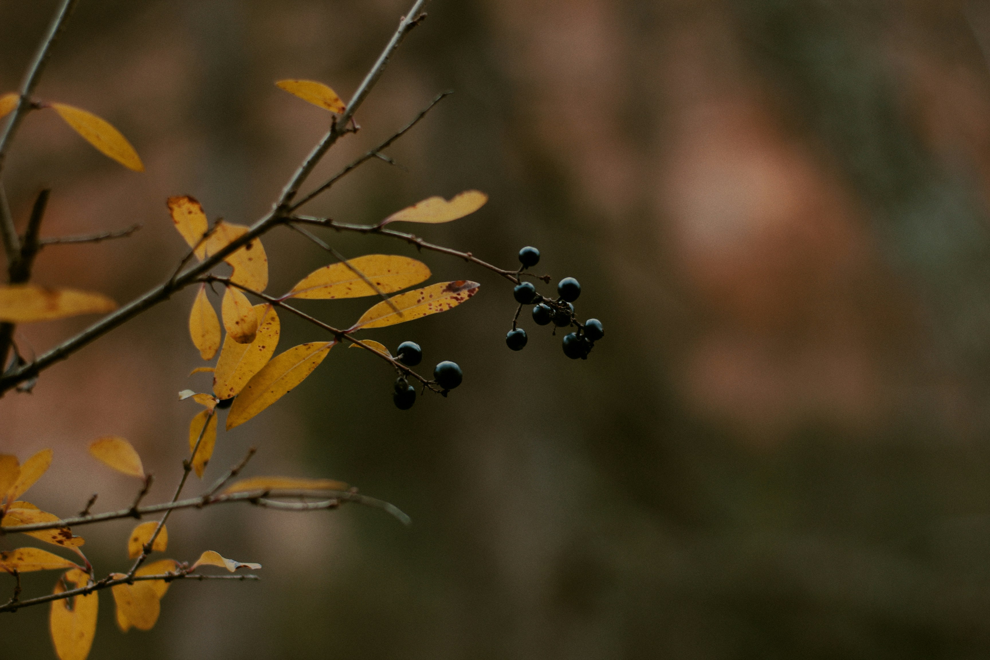 A close-up view of a branch adorned with vibrant yellow leaves and clusters of dark berries, set against a softly blurred autumn backdrop.