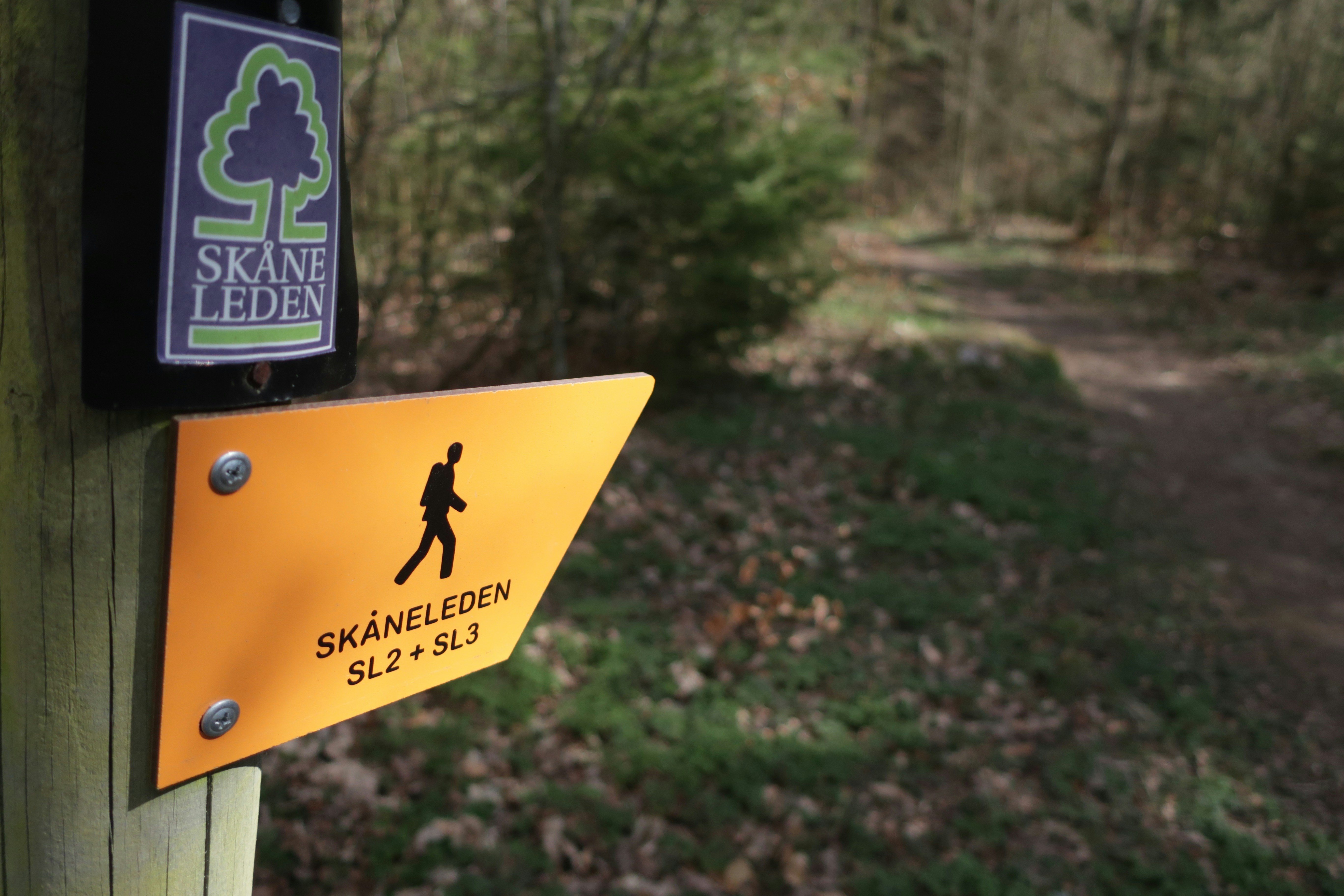 Photograph of a yellow trail marker affixed to a weathered wooden post in a sunlit forest. The background softens into green undergrowth and a leaf-strewn path.