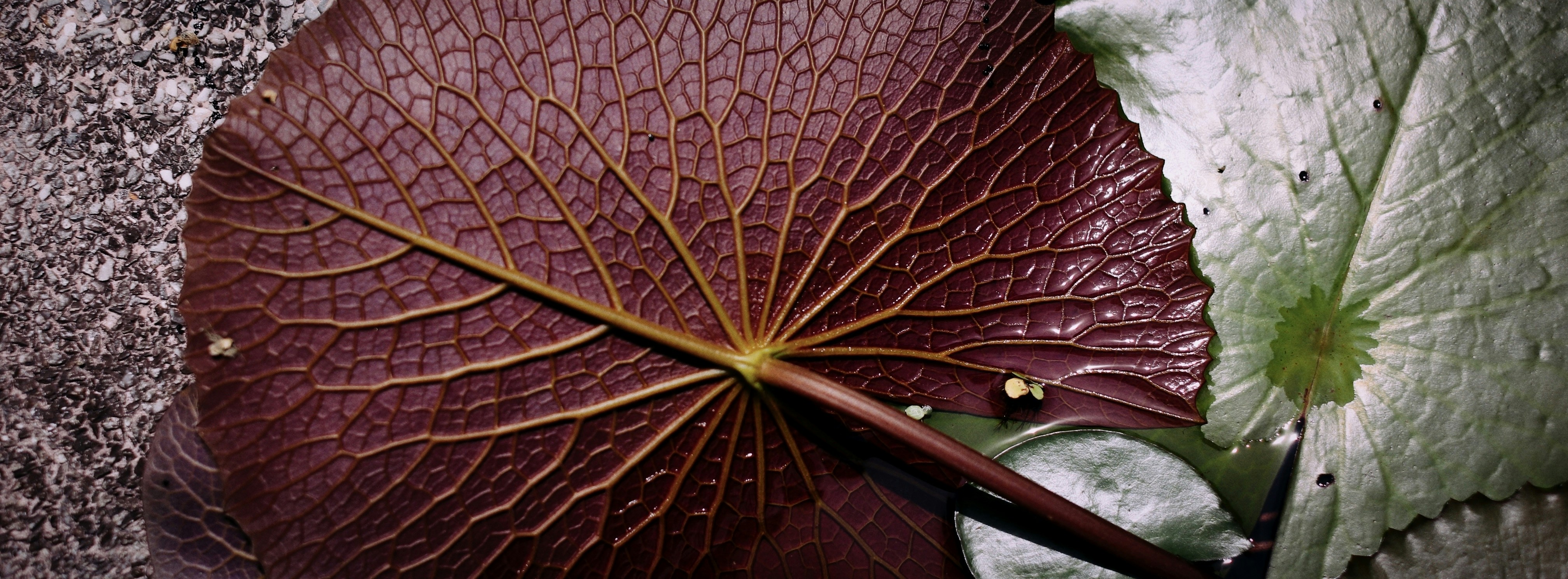 Violet-veined Leaf Study: A Single Gallery of Texture and Veins