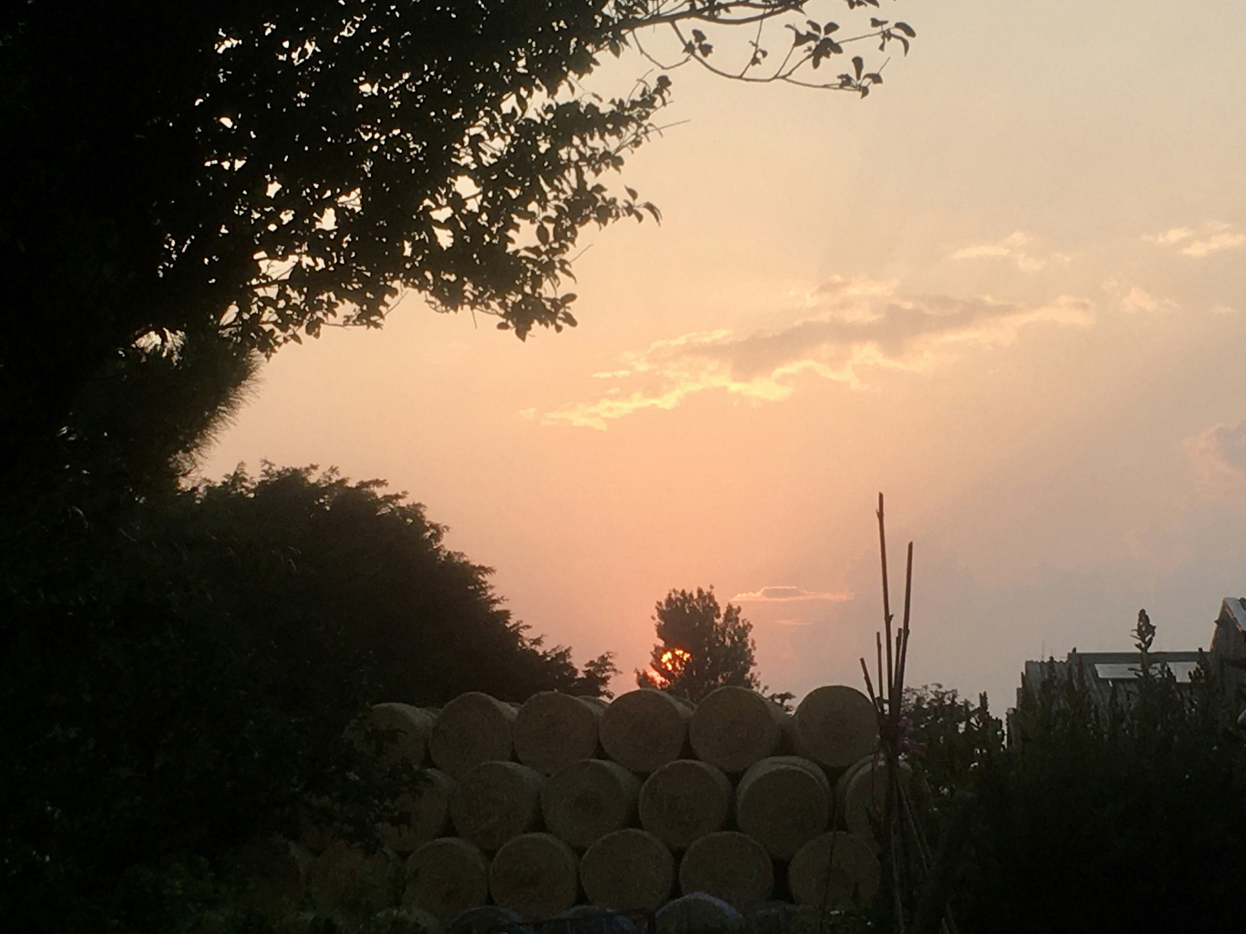 Dusk's Quiet Glow Over a Stacked Log Pile