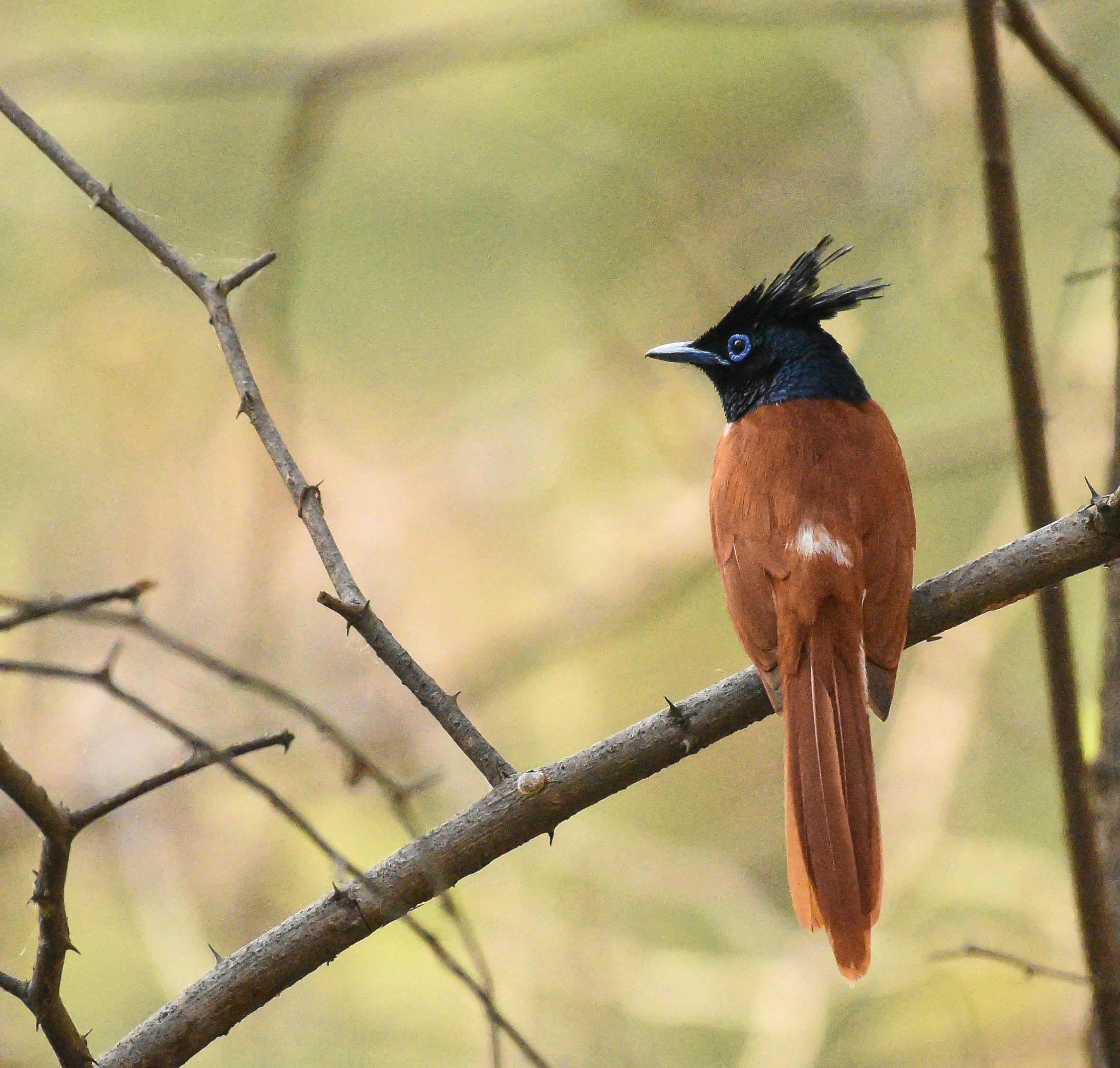 a red and blue bird sitting on top of a tree branch