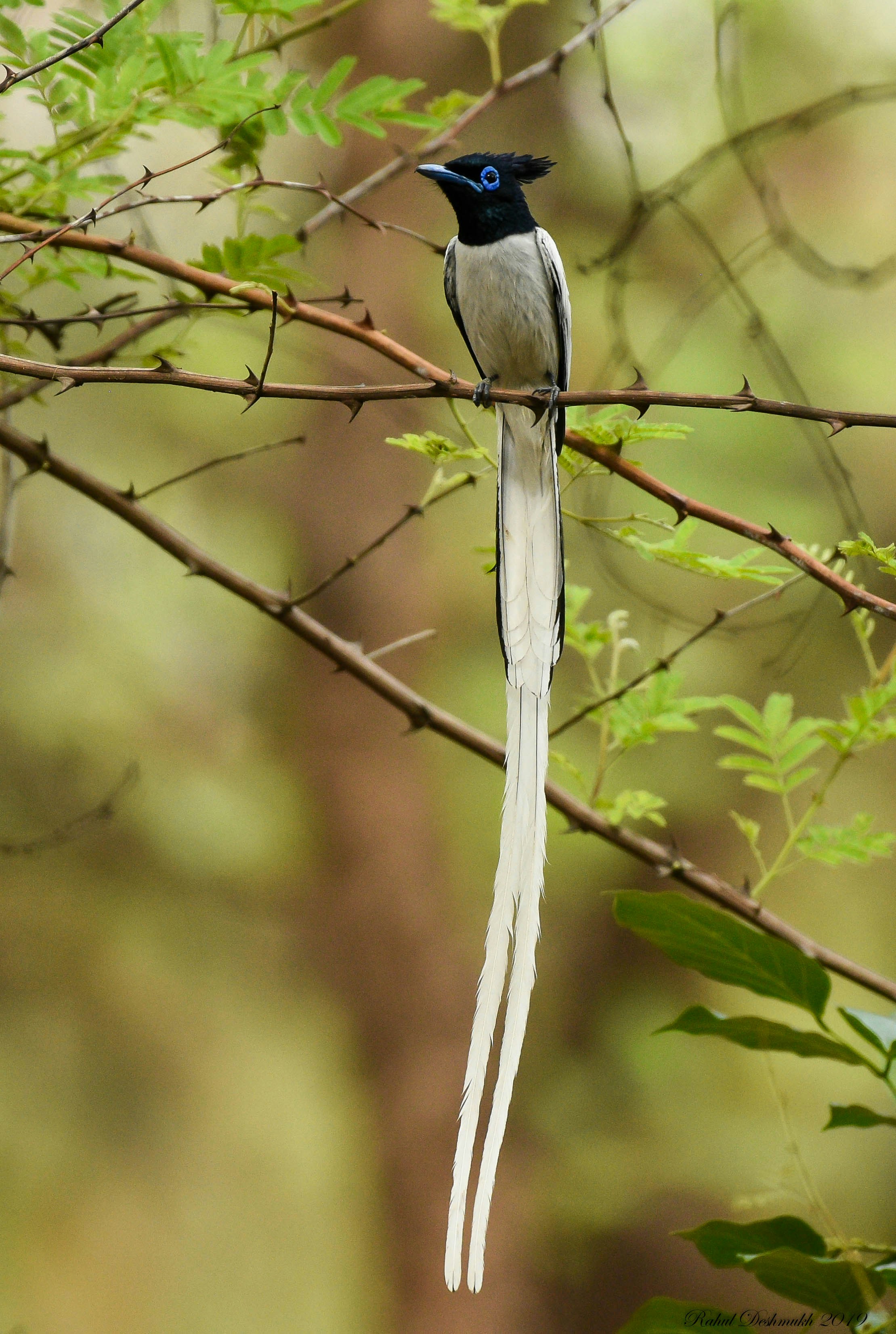 Azure-eyed Longtail on a Thorned Branch