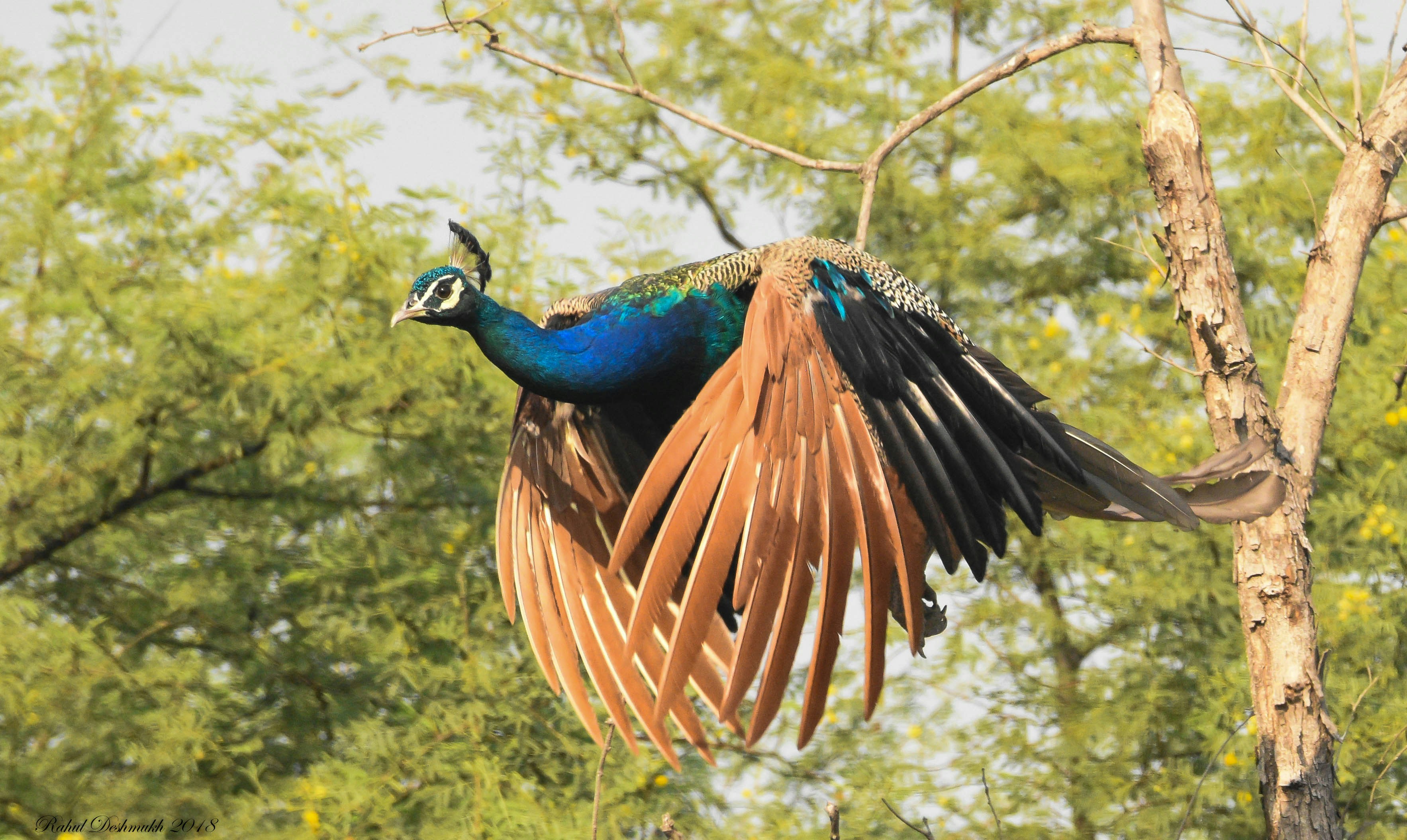 Wingbeat in the Sunlit Canopy: Peacock in Mid-Flight