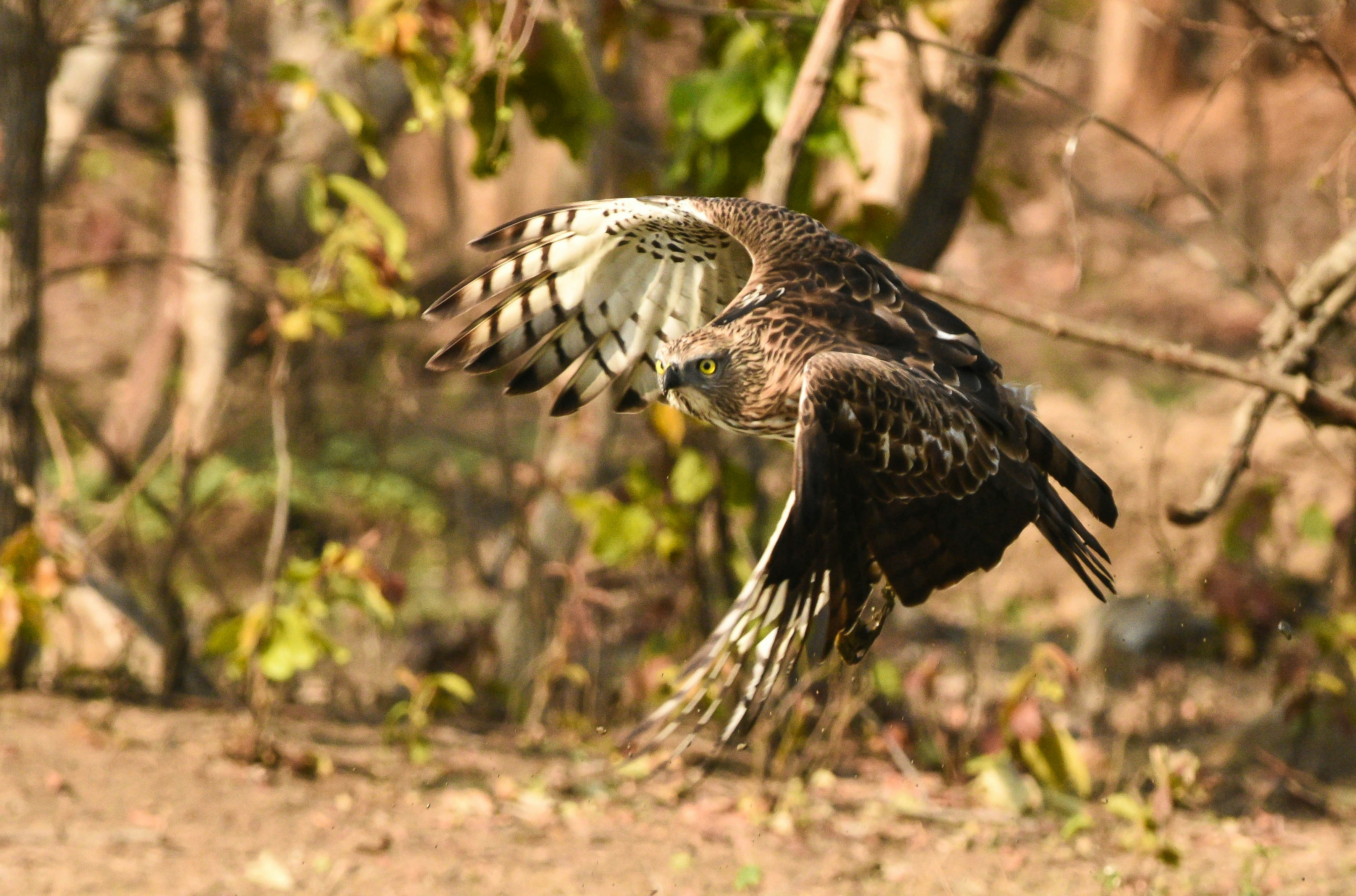 a large bird of prey flying through the air