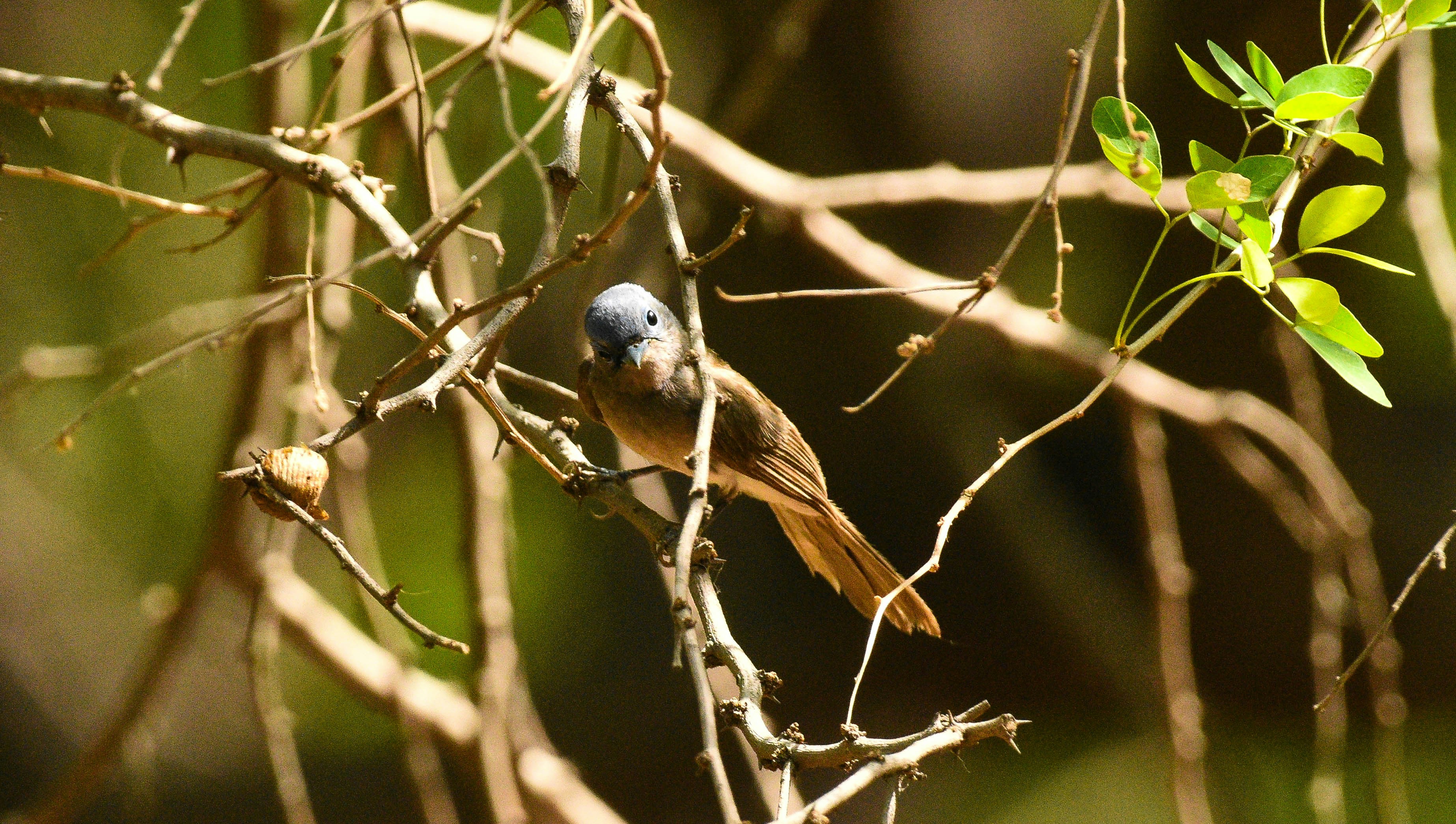 Bird perched on a branch amidst a tangle of twigs and leaves, showcasing its subtle hues and inquisitive gaze.