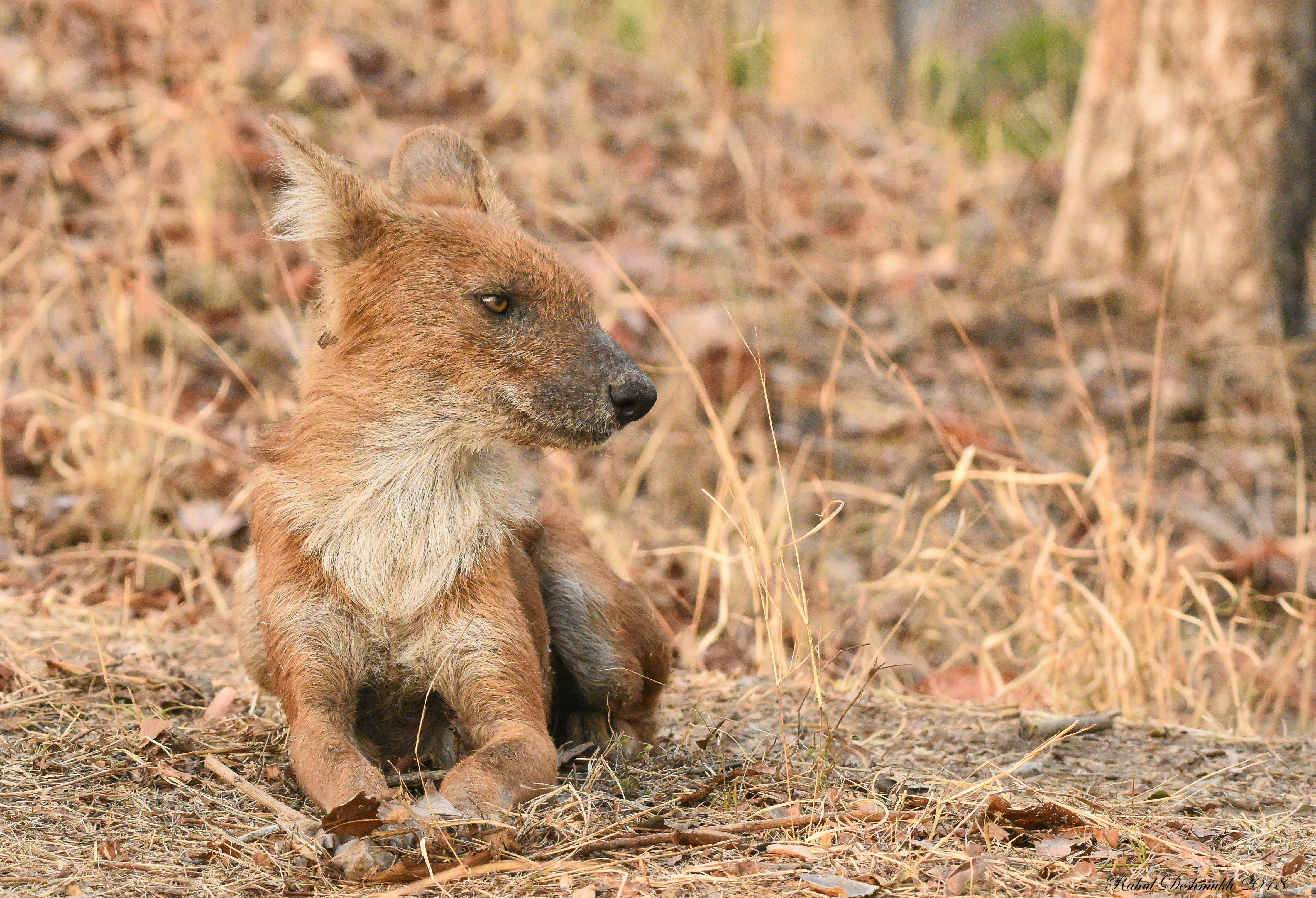 Desert Grass Pup: Alert Whiskered Face Amid Dry Mables