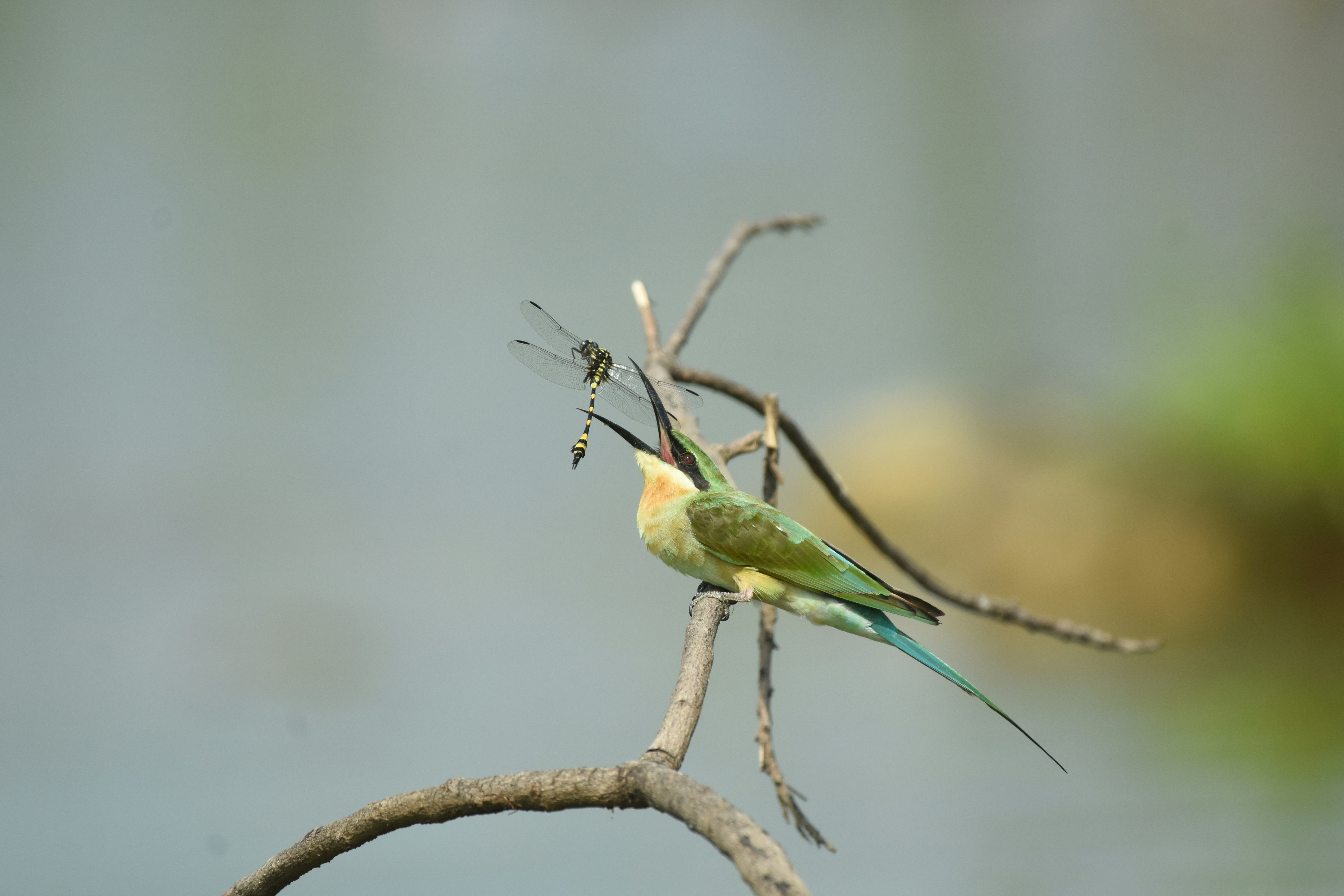 Perched Avian Focus: Green-bodied Bird With Dragonfly Dangle