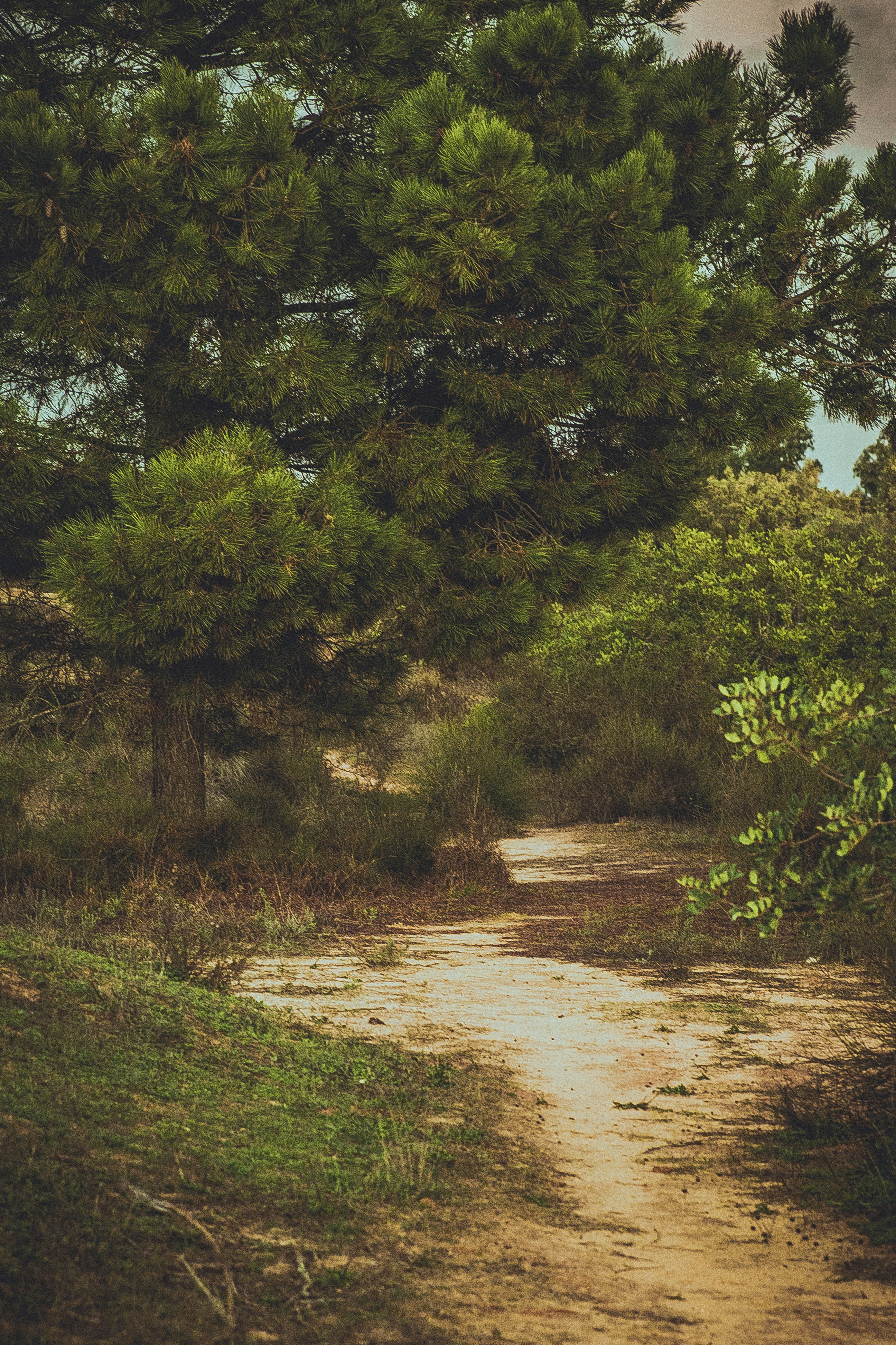 A dirt path next to a tree photo – Free Albufeira Image on Unsplash