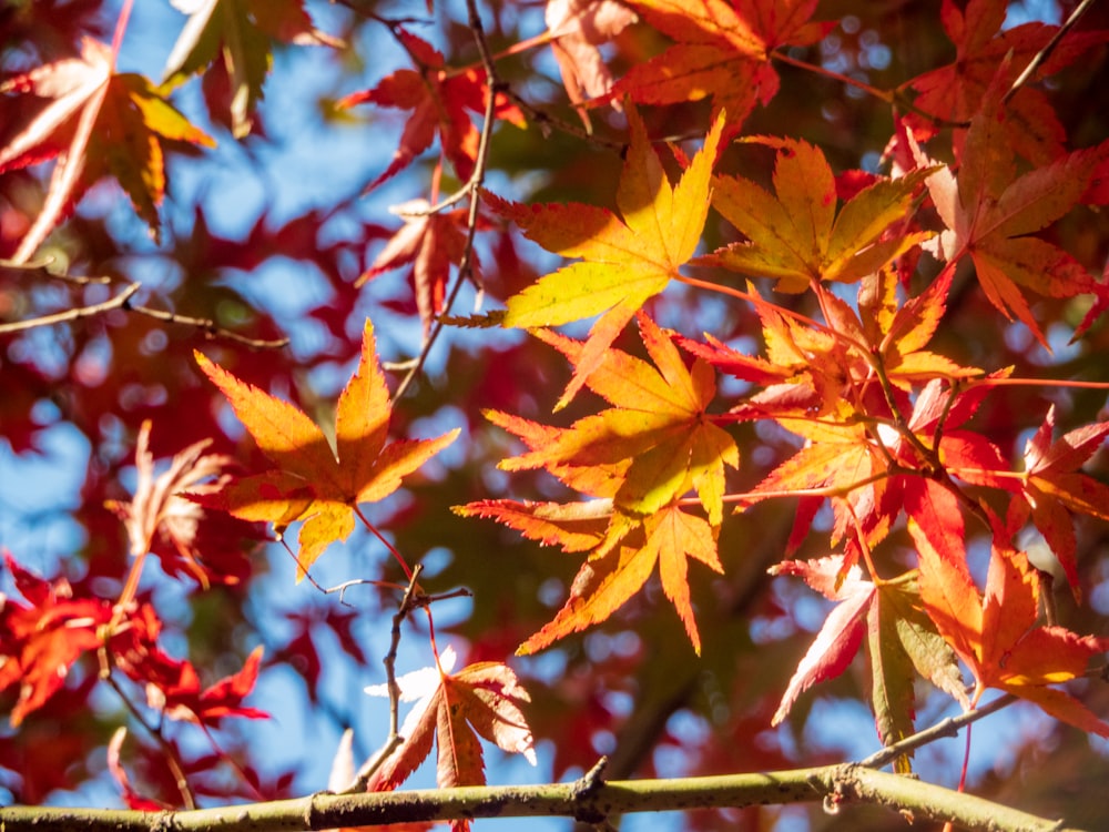 Foto Las hojas de un árbol están cambiando de color – Imagen Japón ... Foto Las hojas de un árbol están cambiando de color – Imagen Japón ...