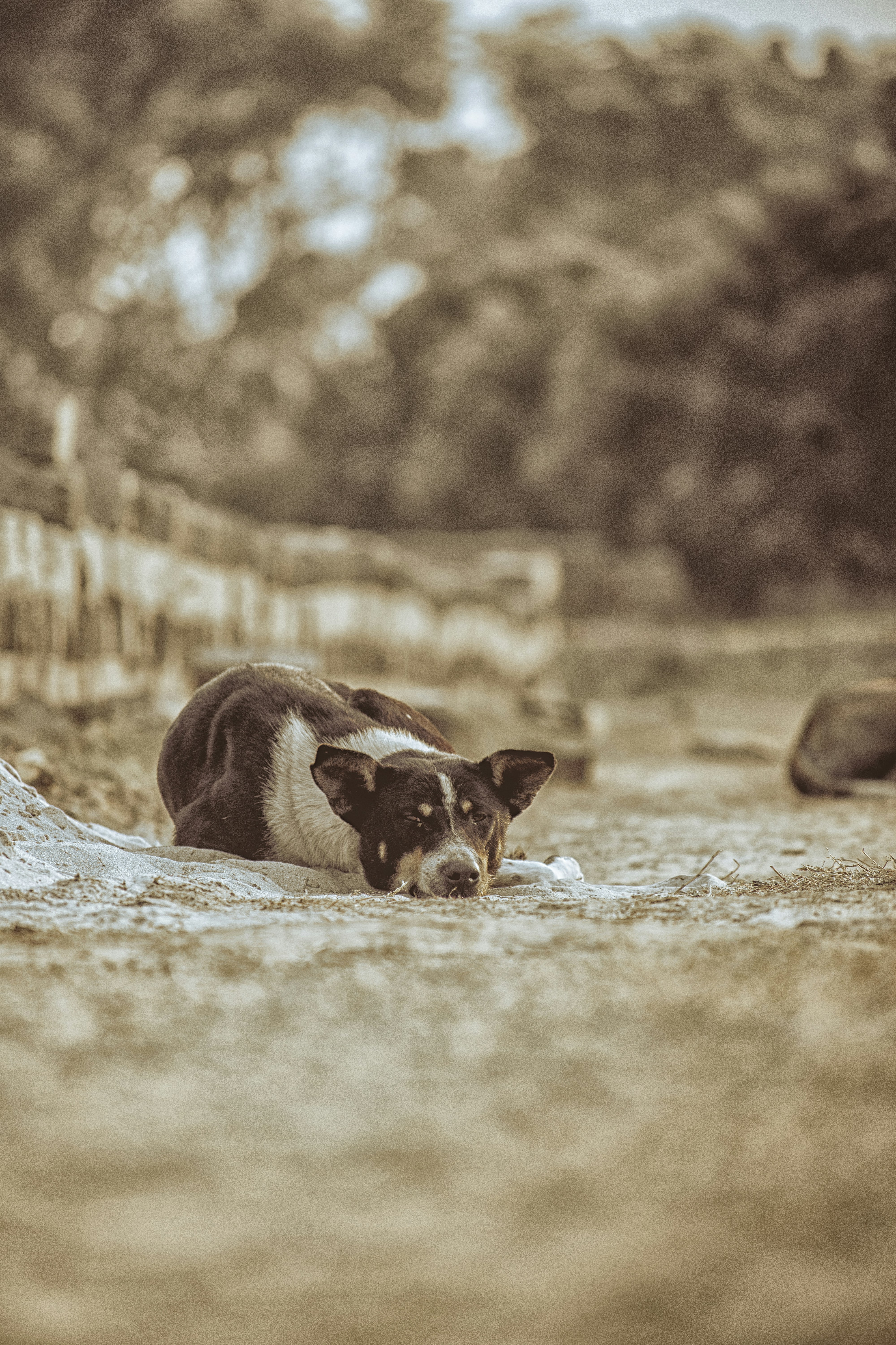 Low Sun, Soft Sand: A Calm Hound Dozing by the Shore