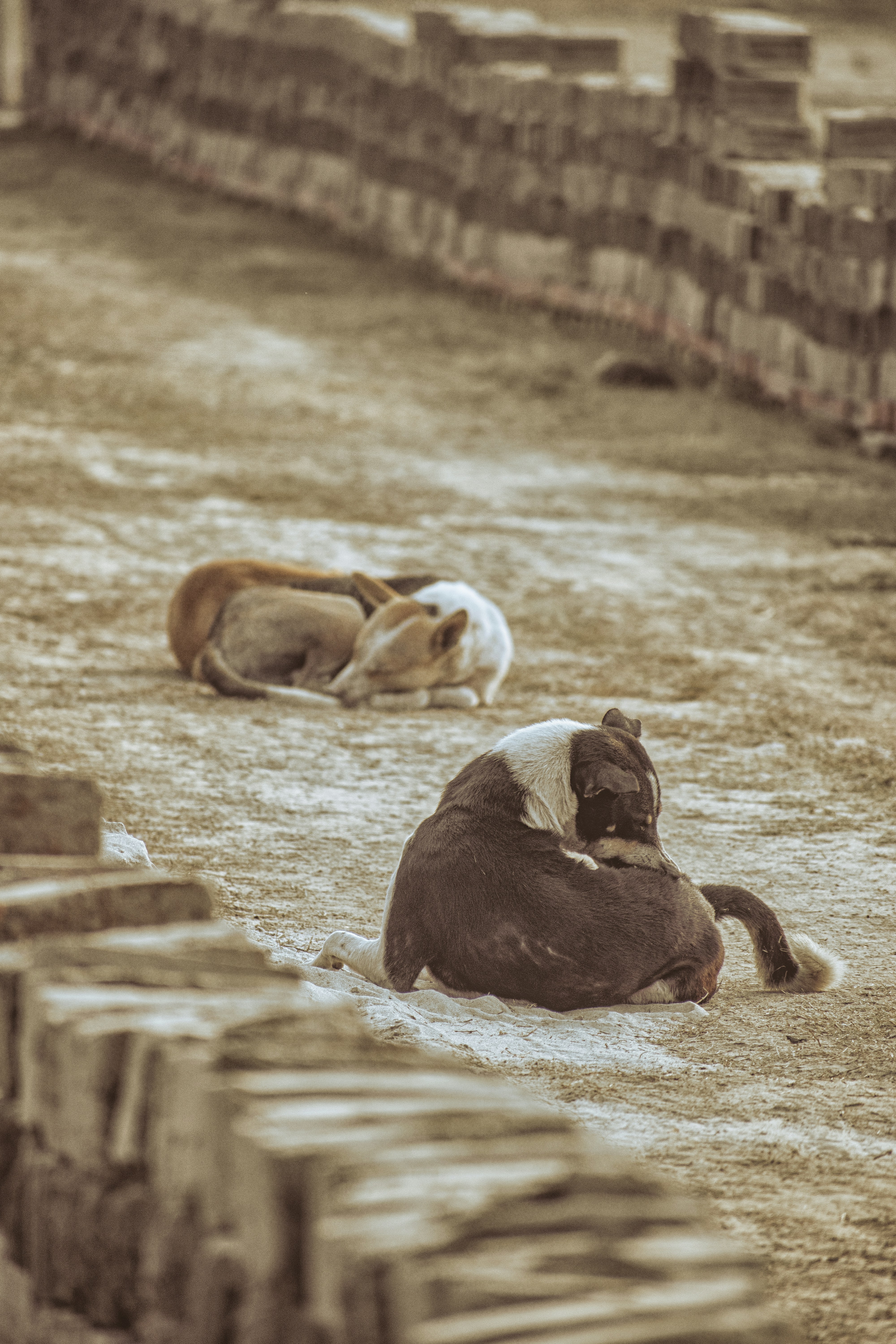 a couple of dogs laying on top of a dirt field