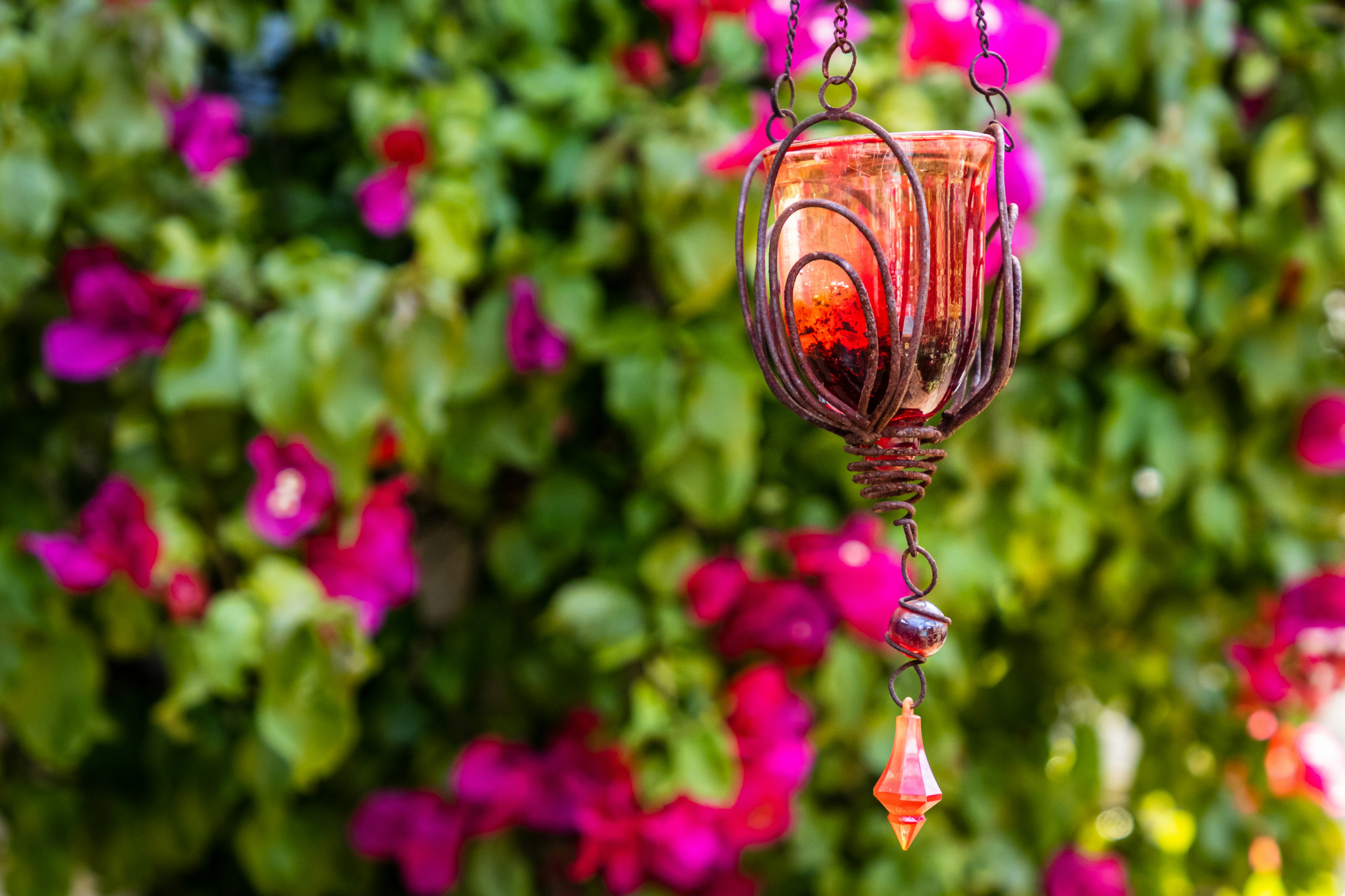 Hanging Lantern Quietly Glows Amid Rose Blooms