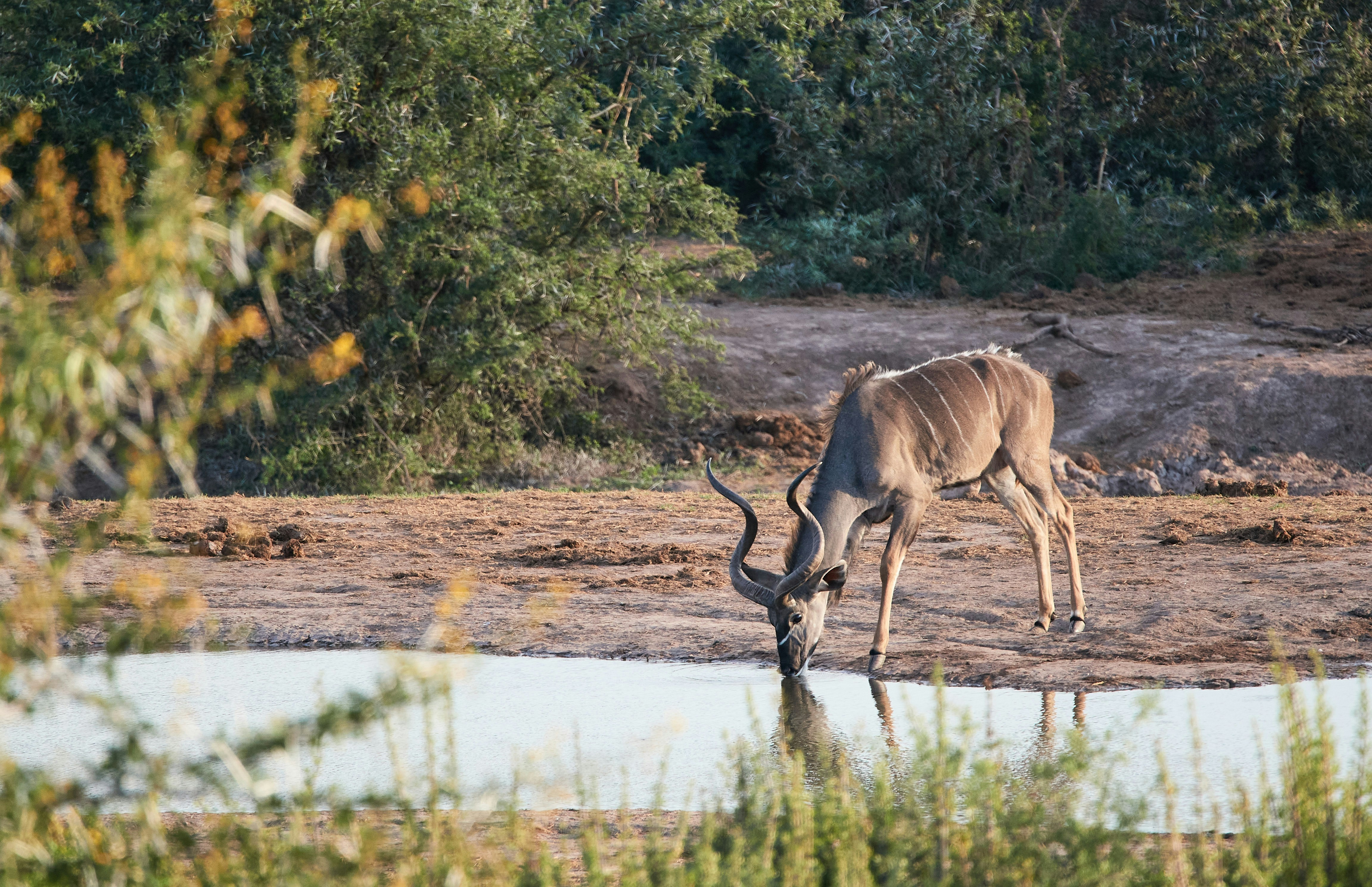 A kudu bends down to drink from a tranquil waterhole, surrounded by lush vegetation. The scene captures a moment of serenity in the wild.