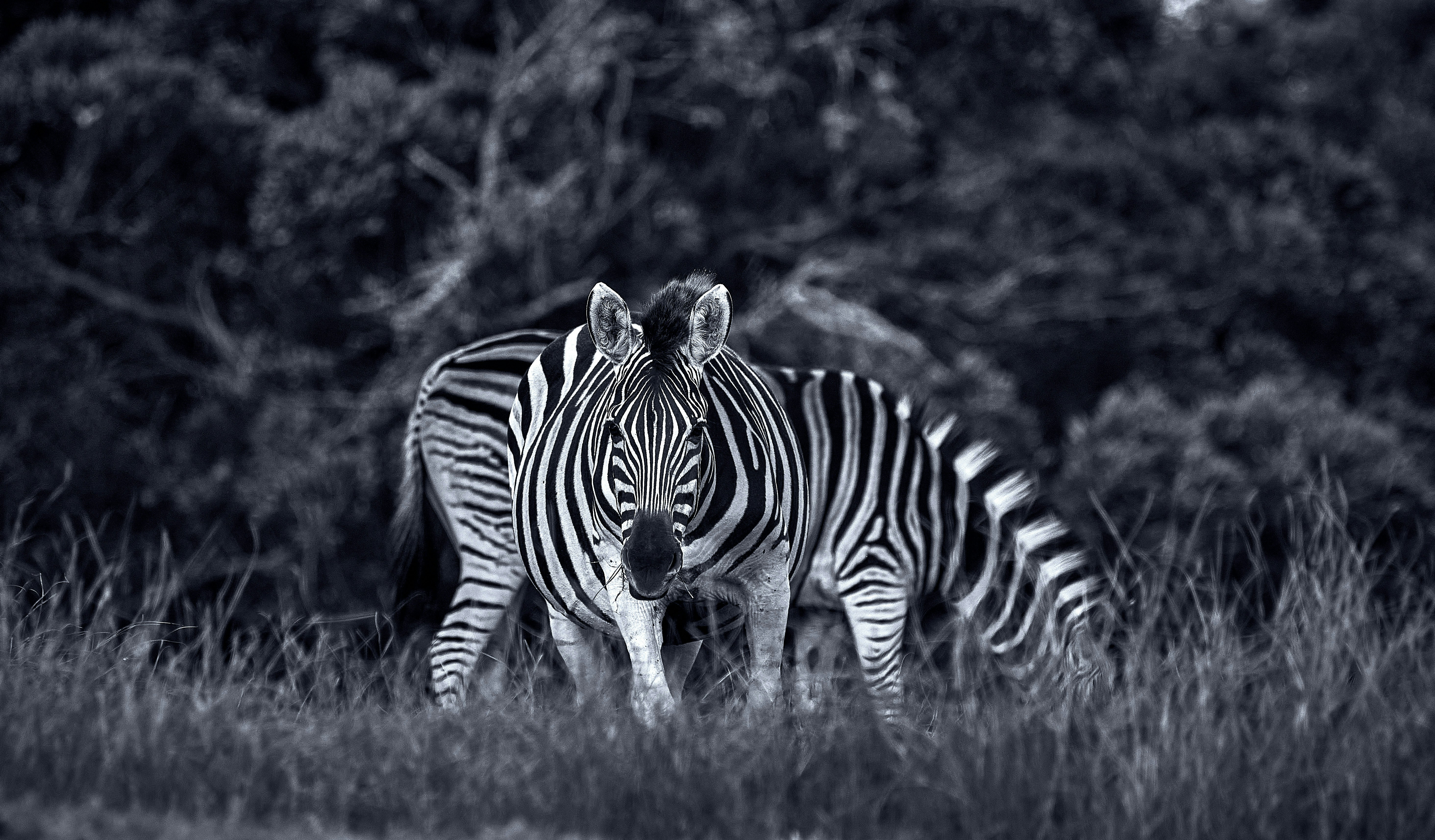 Monochrome Duet: Zebras in a Quiet Savanna