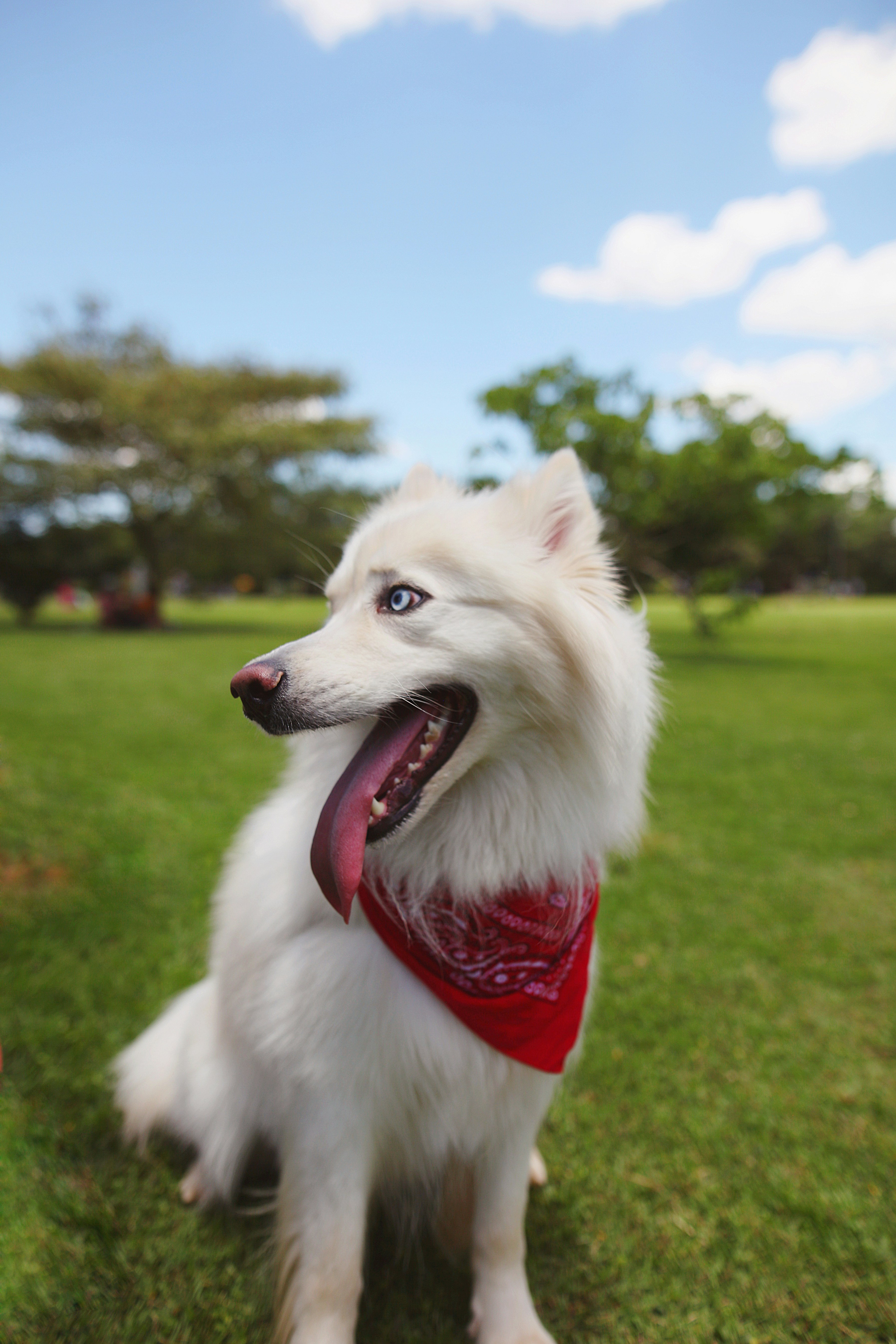 Sunlit Husky Portrait: White Coat, Red Bandana in a Green Park