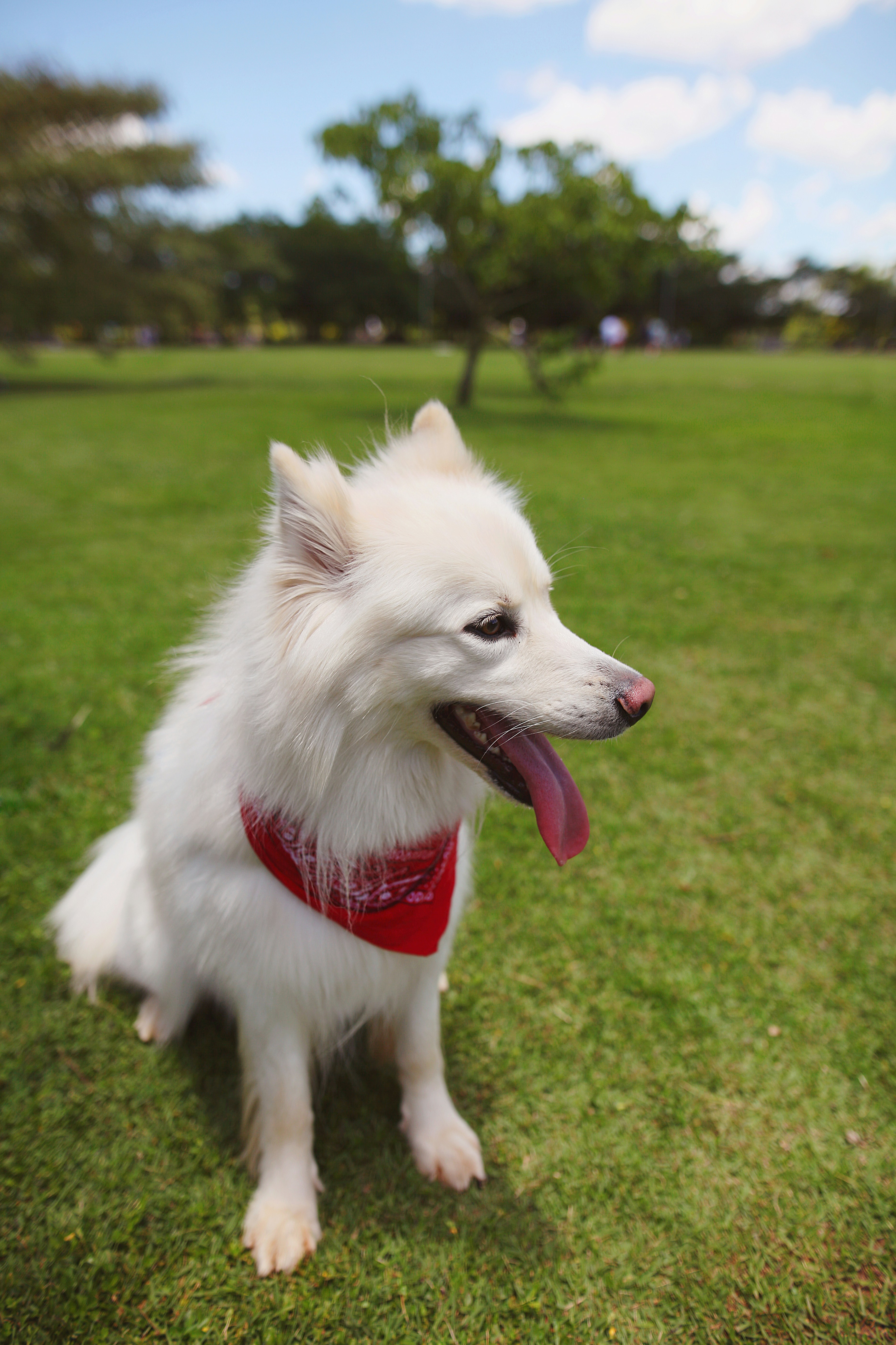 Sunlit White Spitz in a Red Bandana Graces the Park