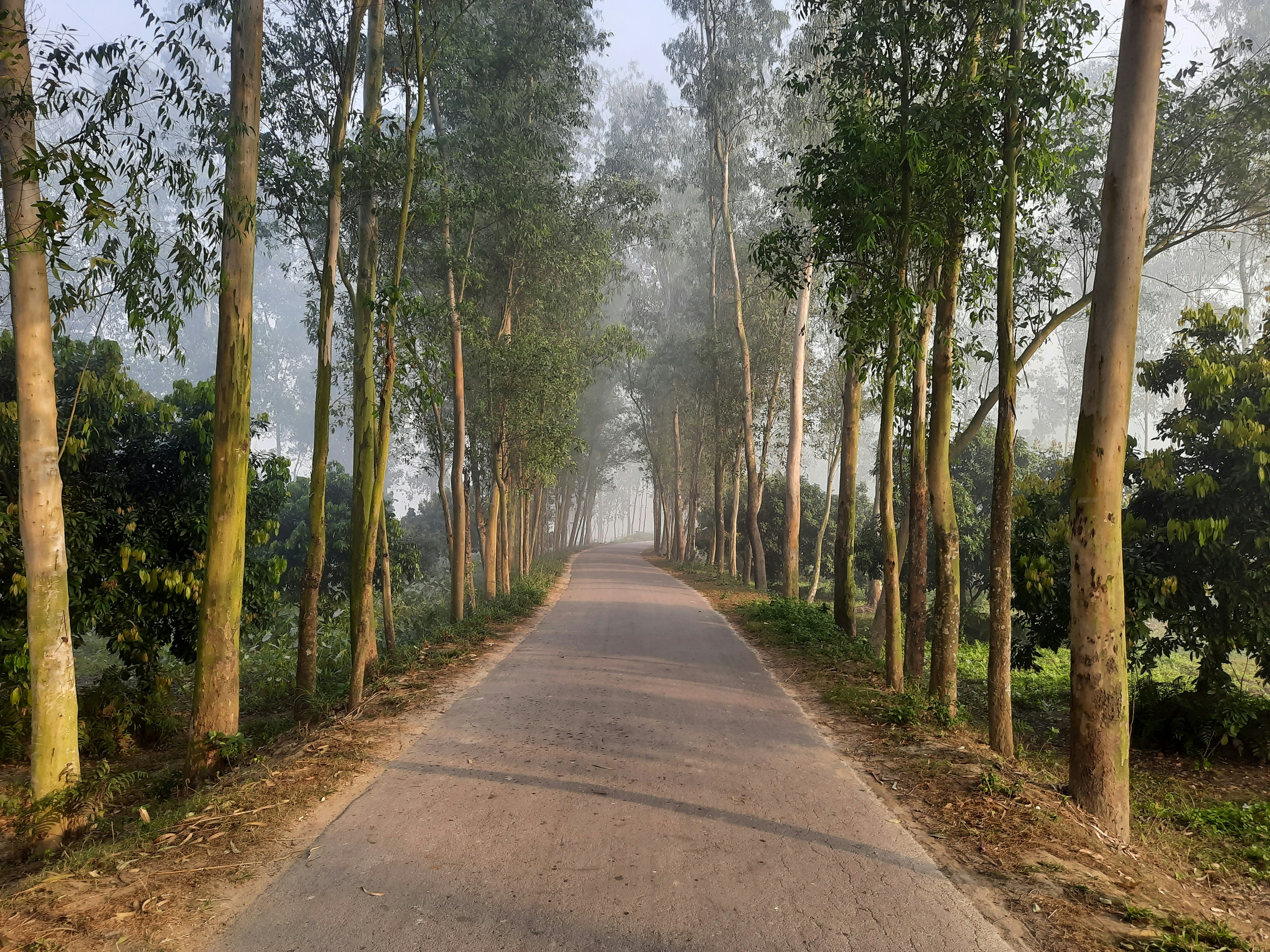 Long road flanked by tall trees disappearing into morning mist.