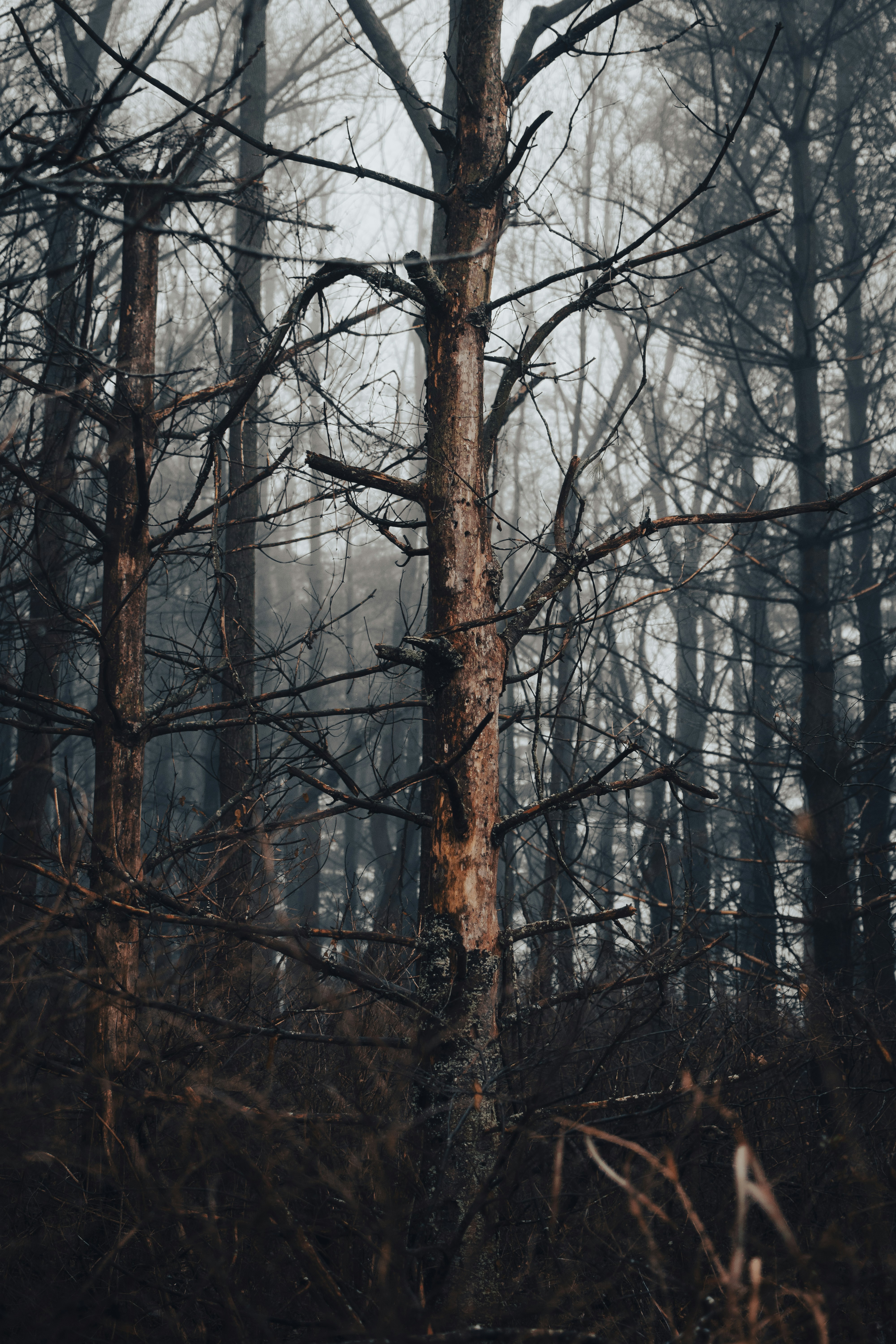 Forest Background Tumblr