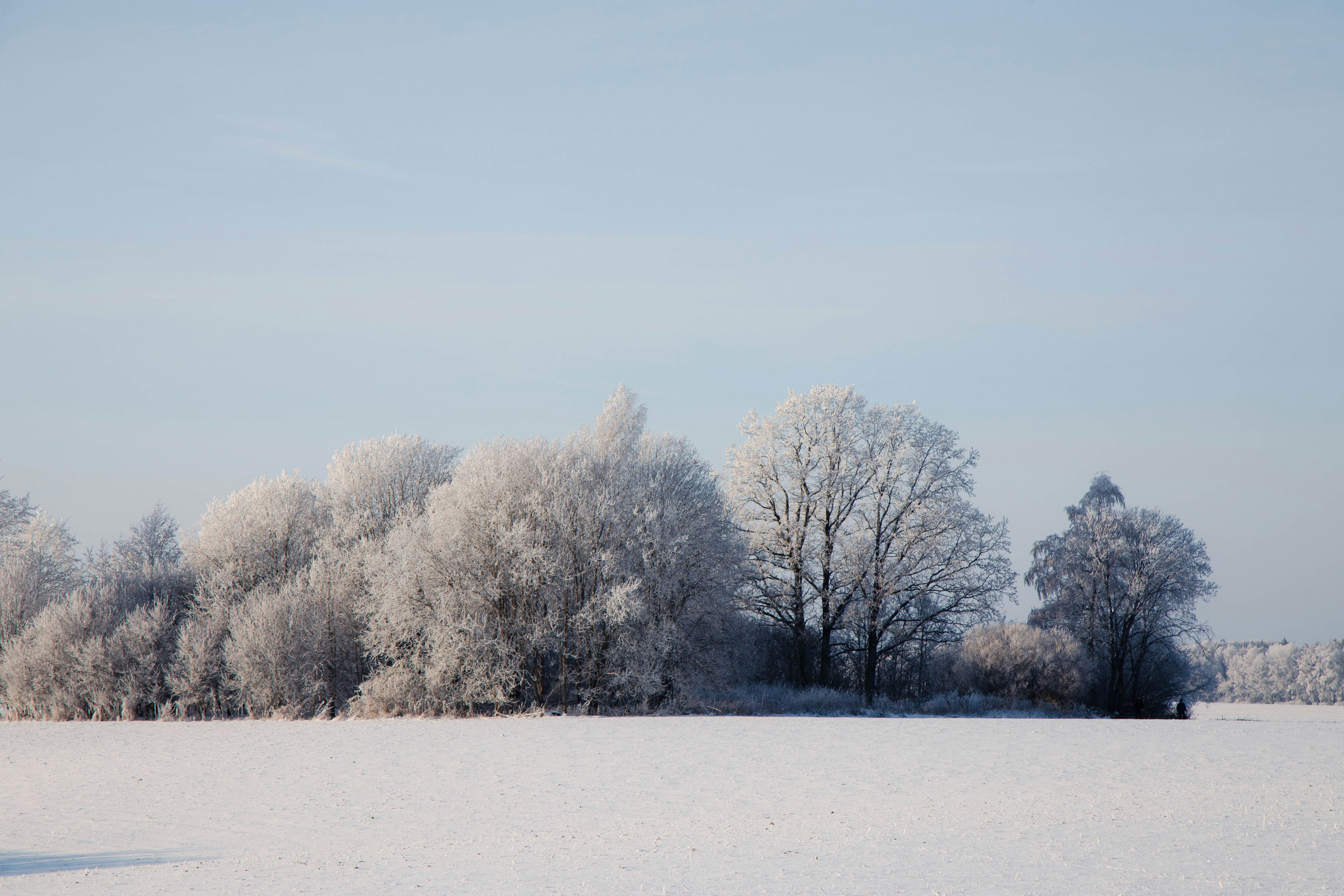 A tranquil winter landscape featuring frosted trees against a pale blue sky, creating a serene atmosphere. The snow-covered ground adds to the scene's peacefulness.