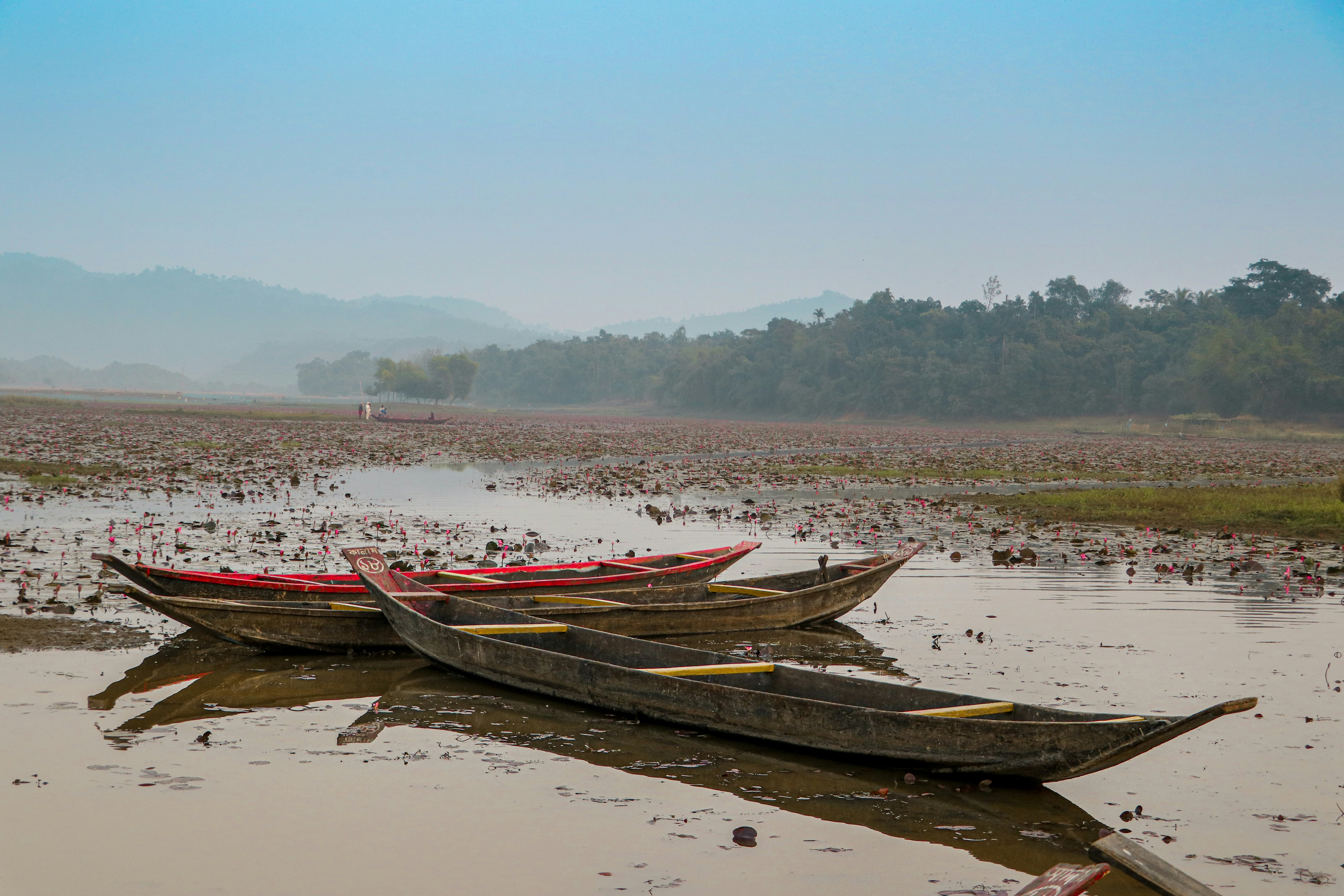Four wooden boats resting on a tranquil water surface, surrounded by blooming water lilies and distant hills shrouded in mist.