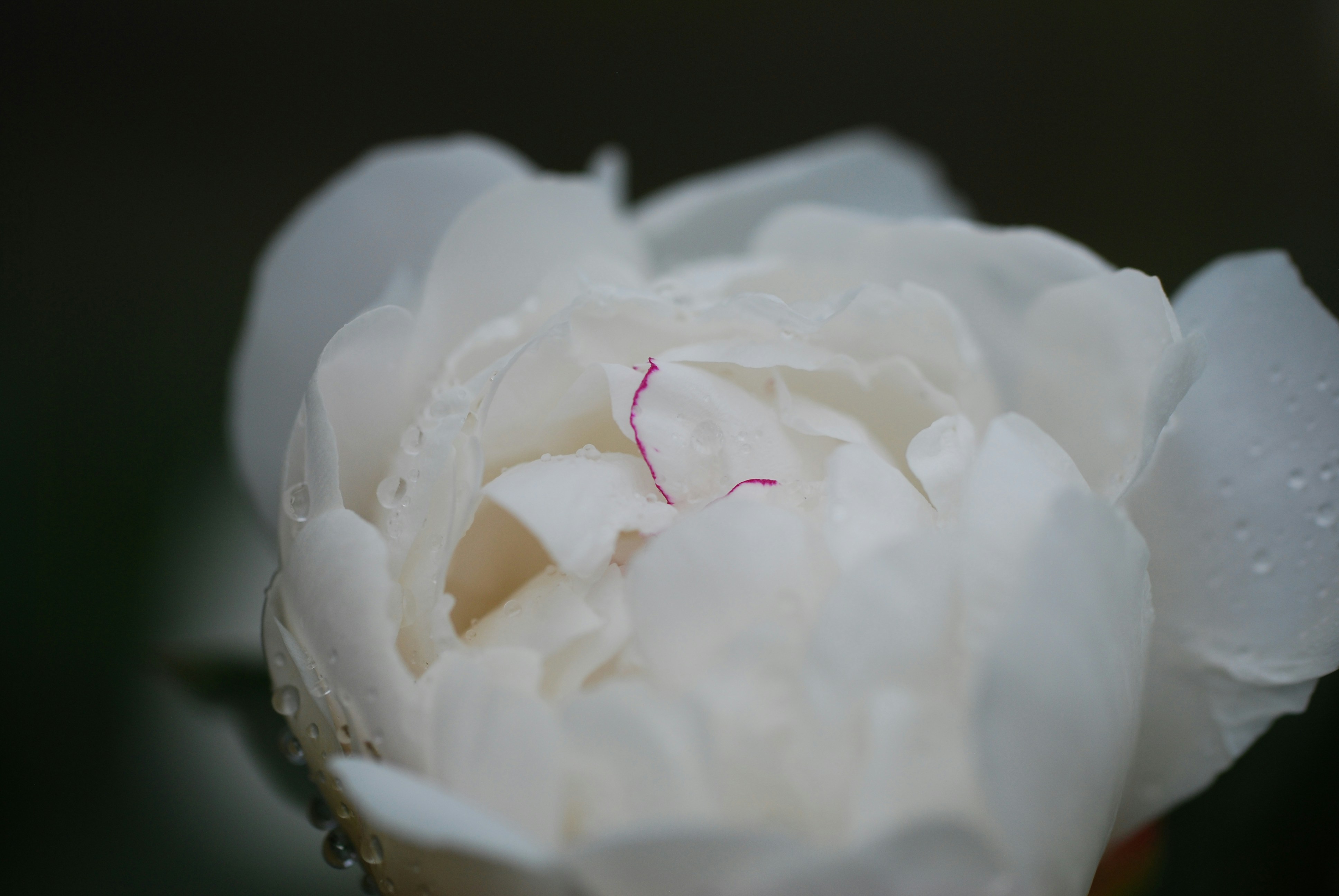 white flower with pink stripe an some raindrops