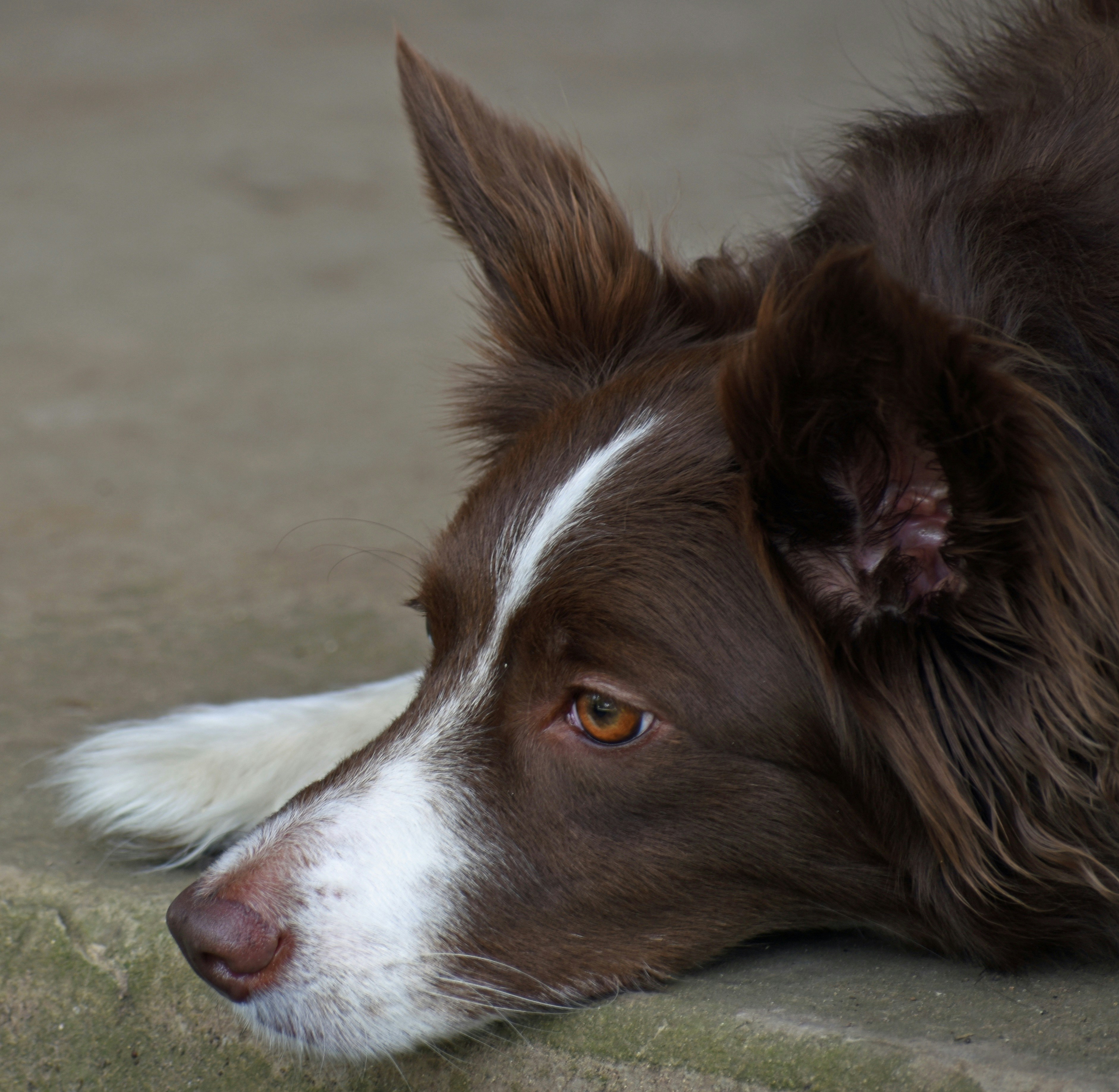 A relaxed dog resting on a concrete surface, showcasing its attentive gaze and playful spirit.