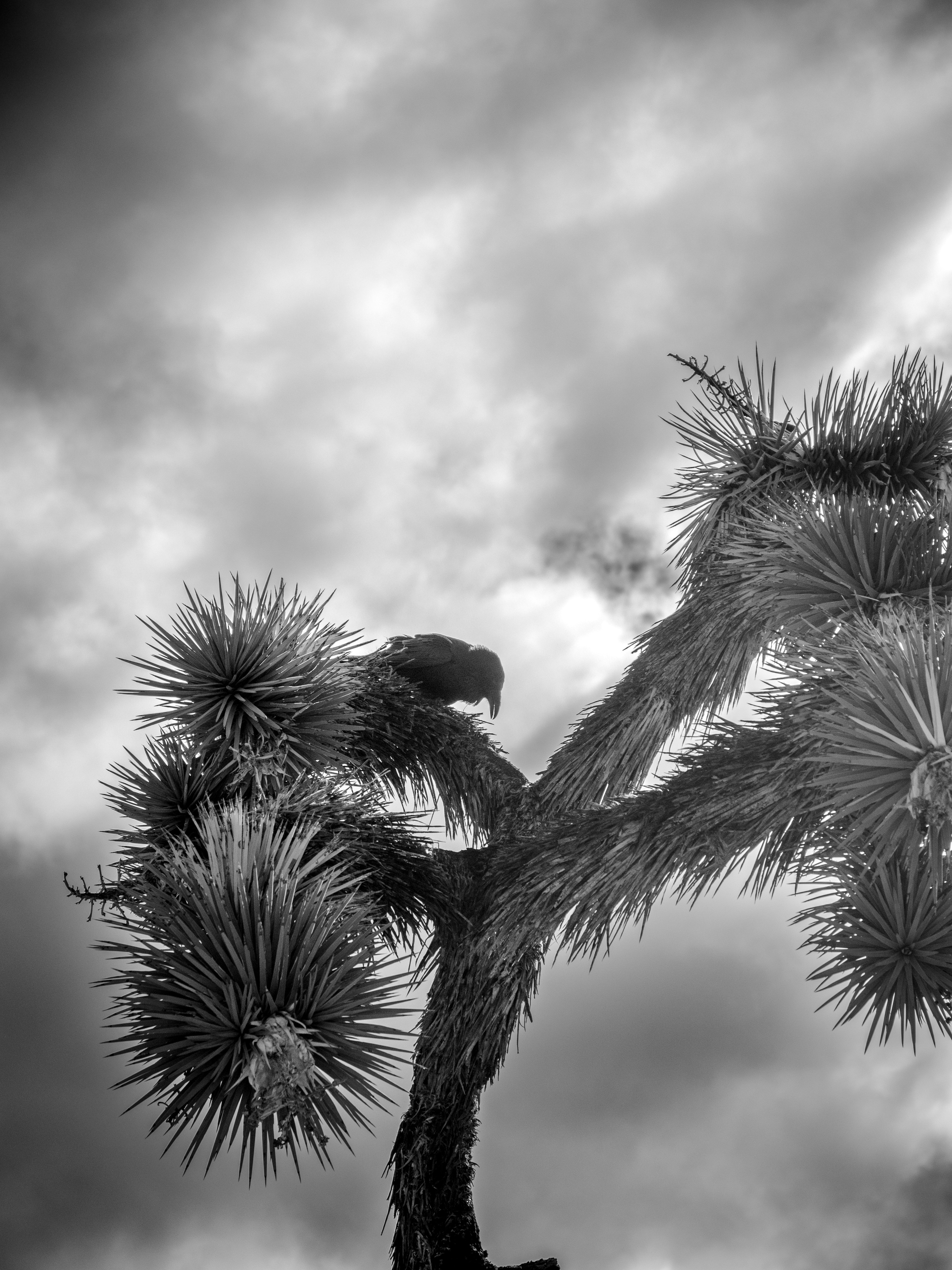 a black and white photo of a palm tree