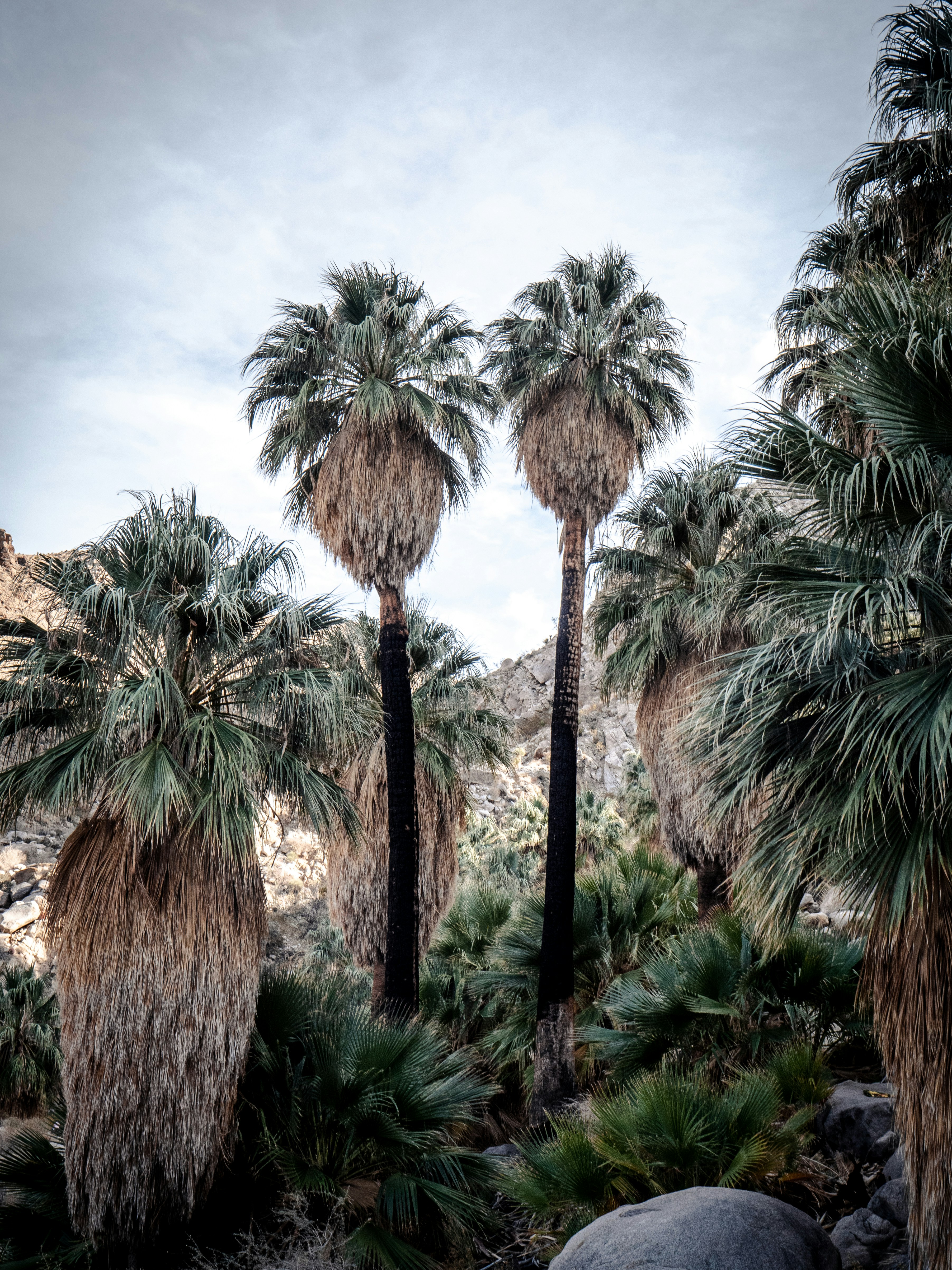 A group of palm trees standing next to each other photo – Free Usa ...