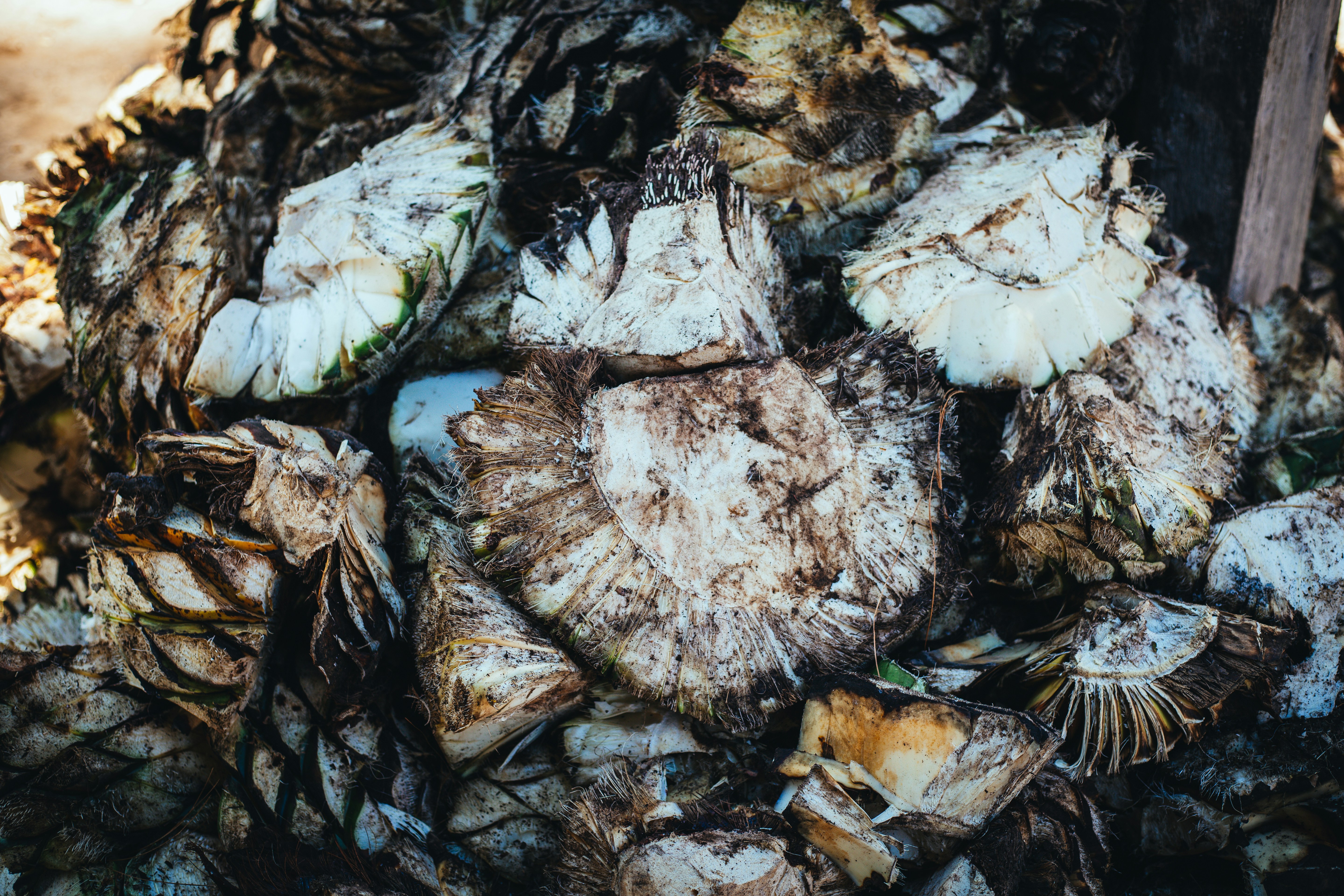 A pile of clams sitting on top of a pile of pine cones photo – Free ...