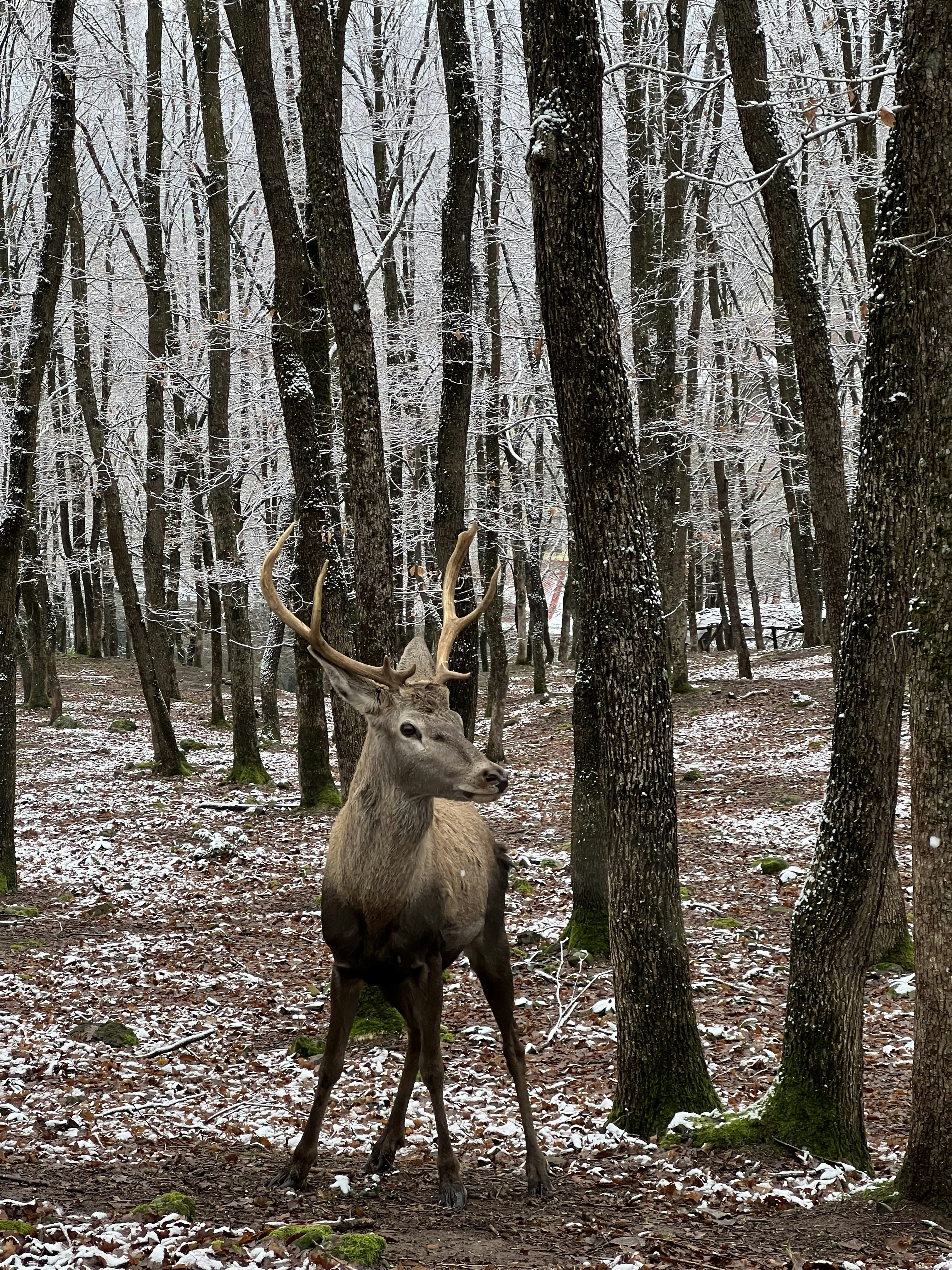 A Majestic Stag Amidst a Winter Wonderland