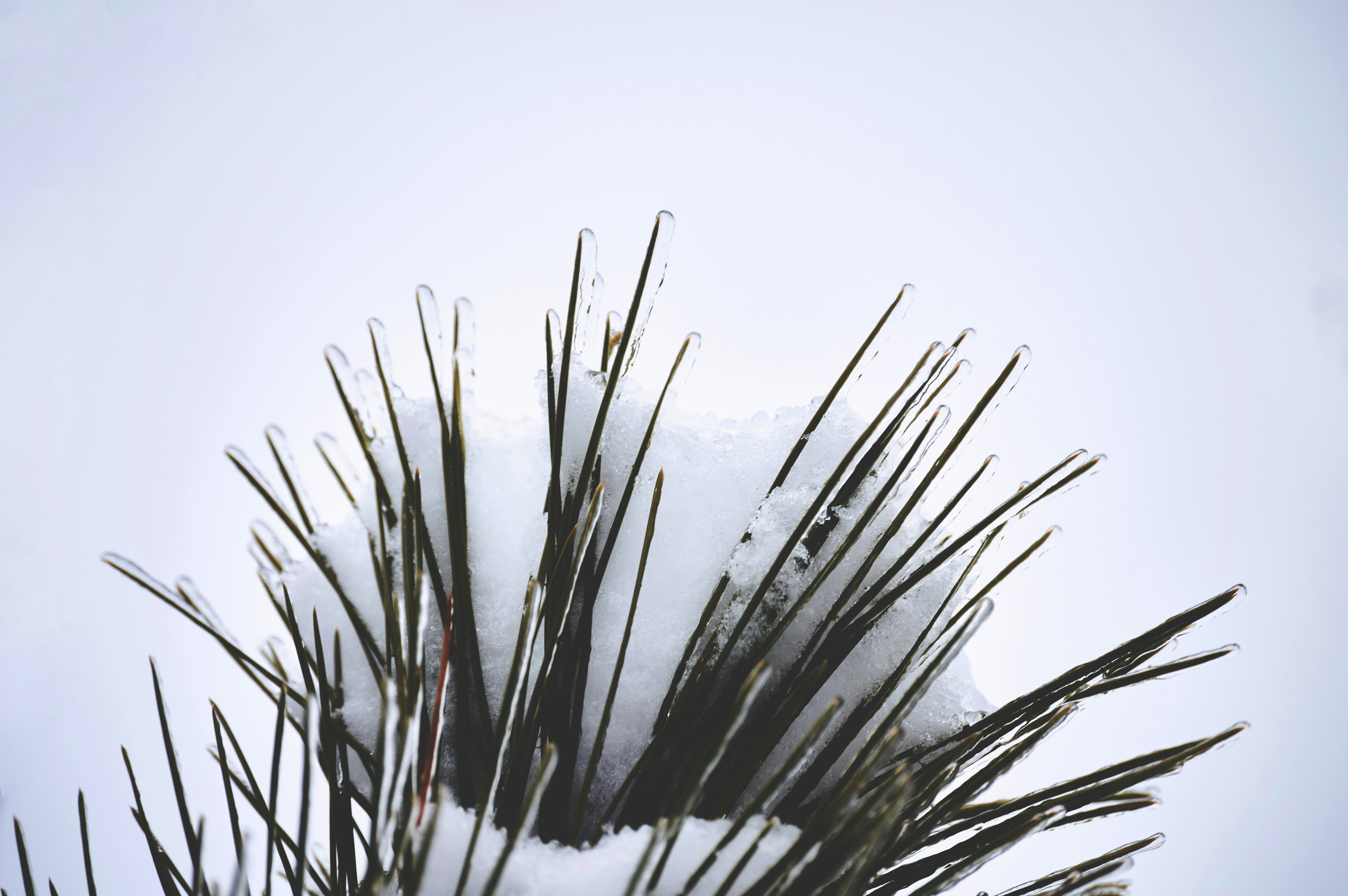 Snow-covered pine needles reaching towards a pale sky, capturing the essence of winter's tranquility.