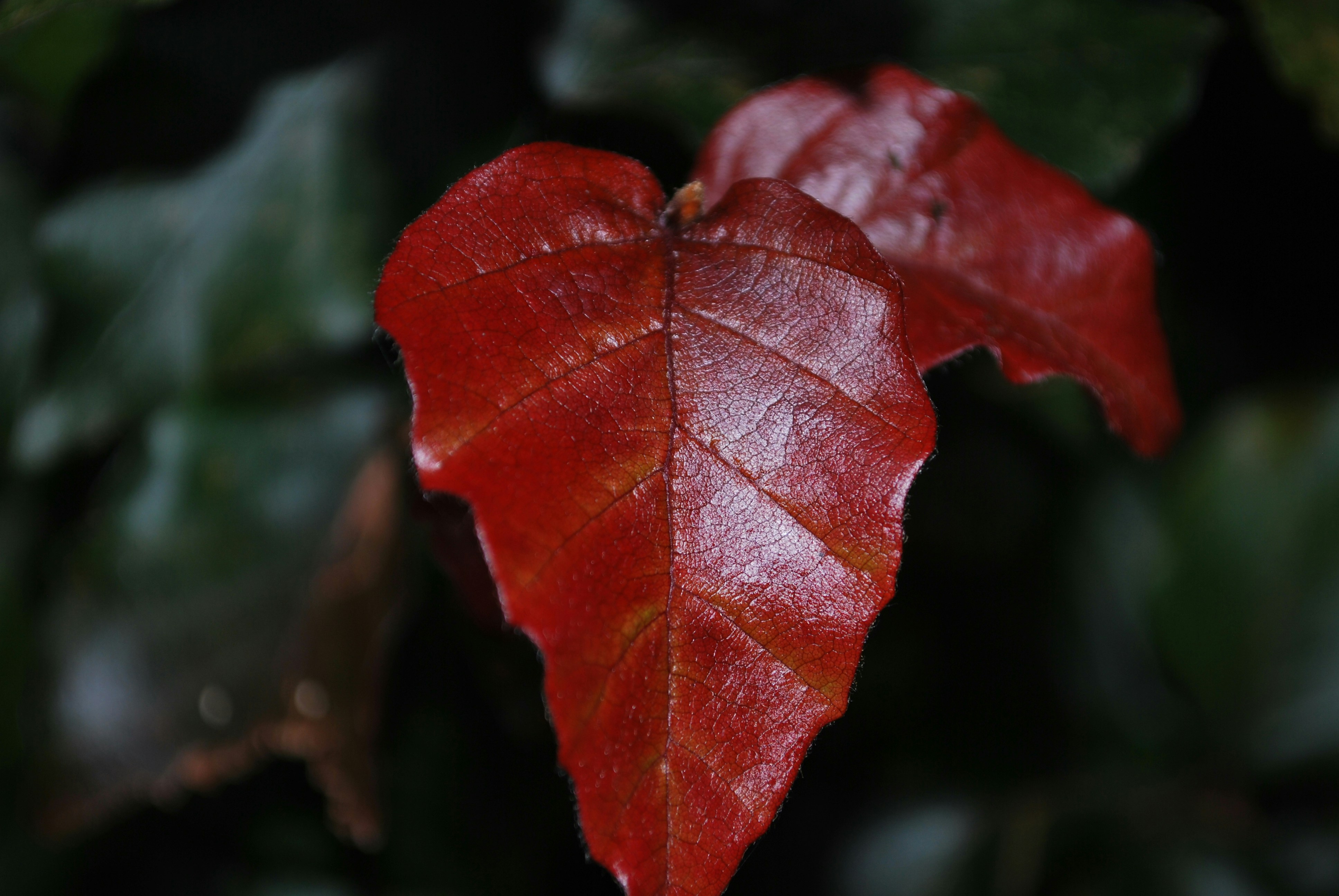 a close up of a red leaf on a tree