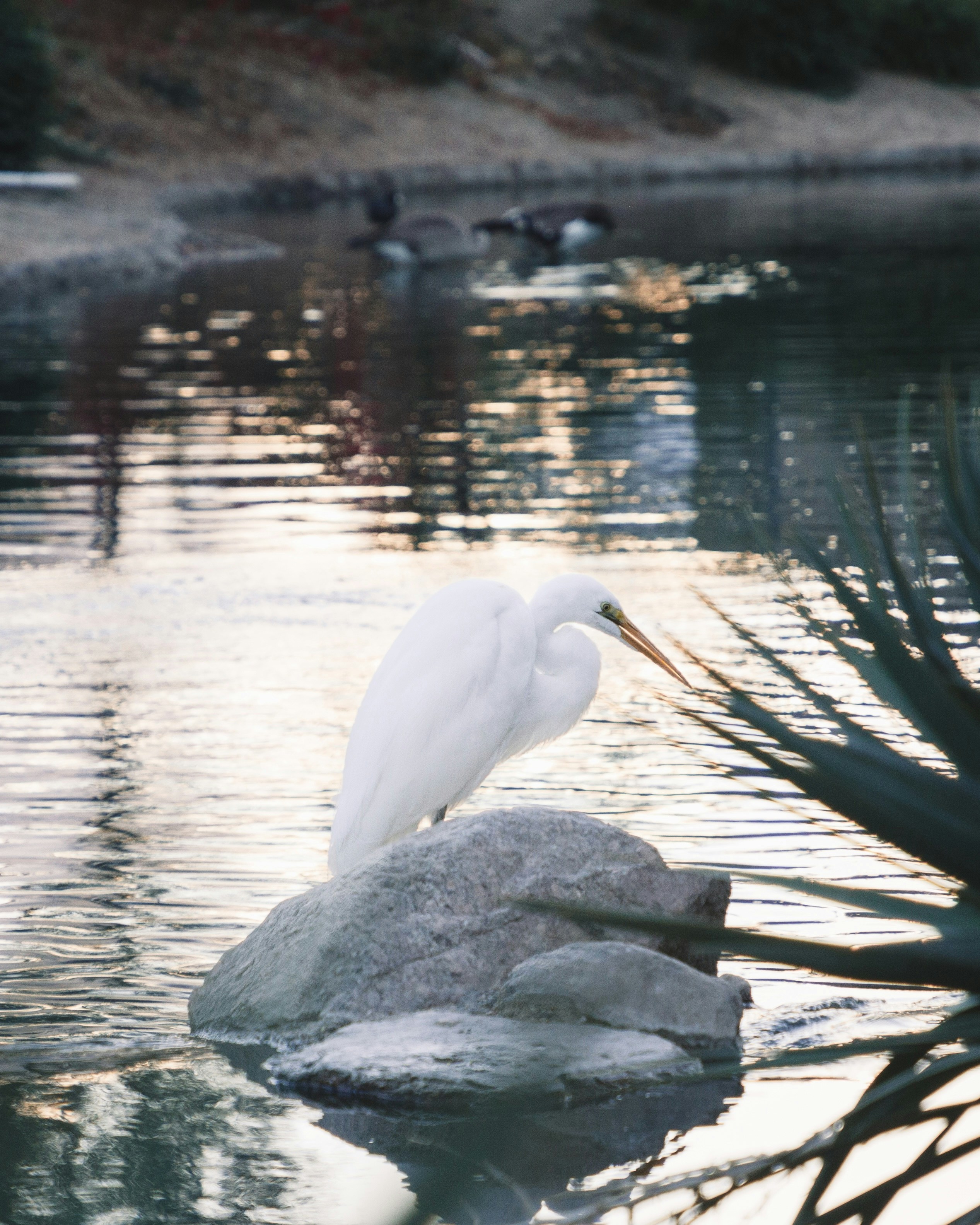 A graceful white heron perched on a smooth rock by a tranquil pond, surrounded by rippling water and lush greenery.