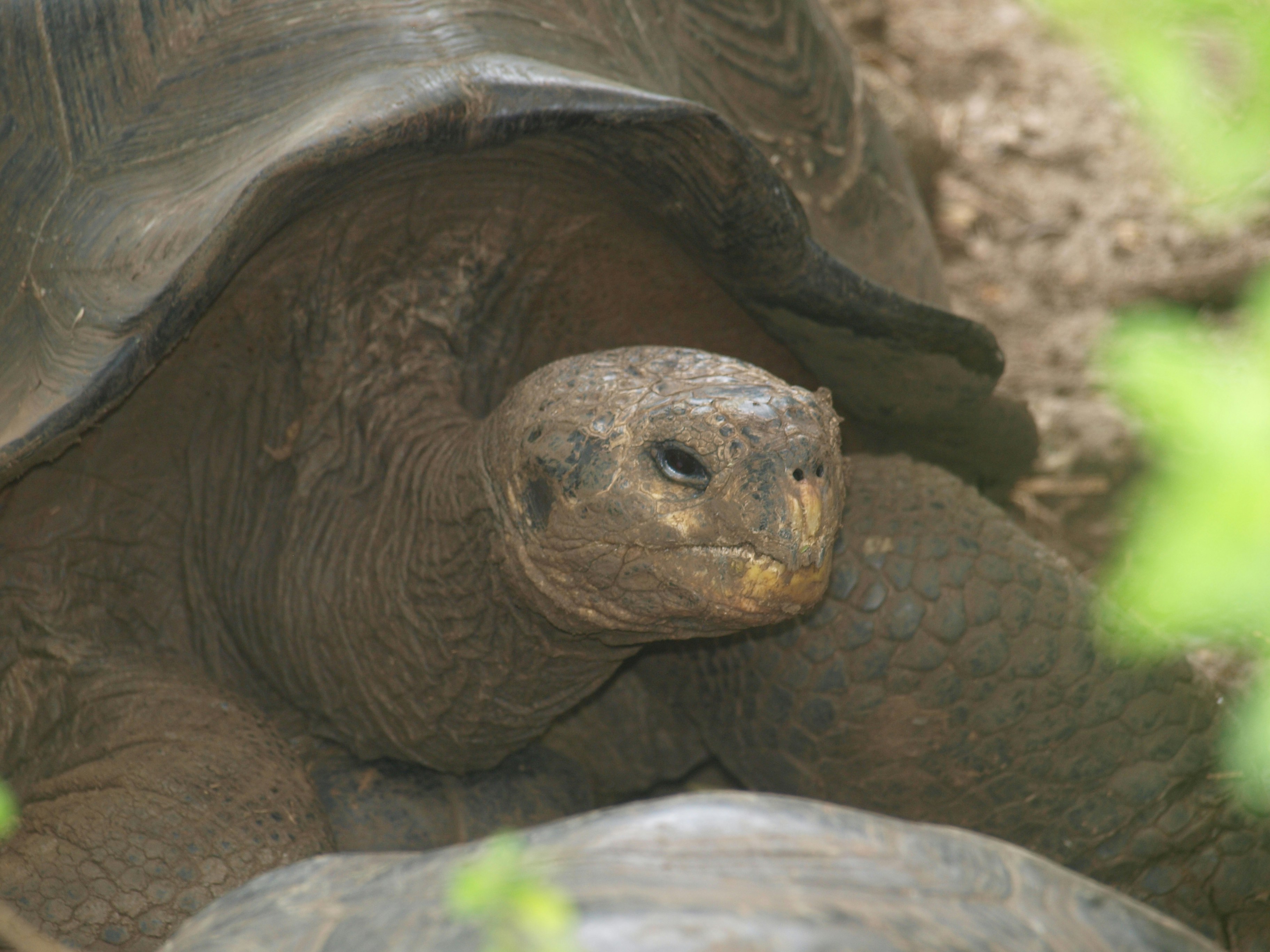 Galapagos tortoise resting among lush foliage.