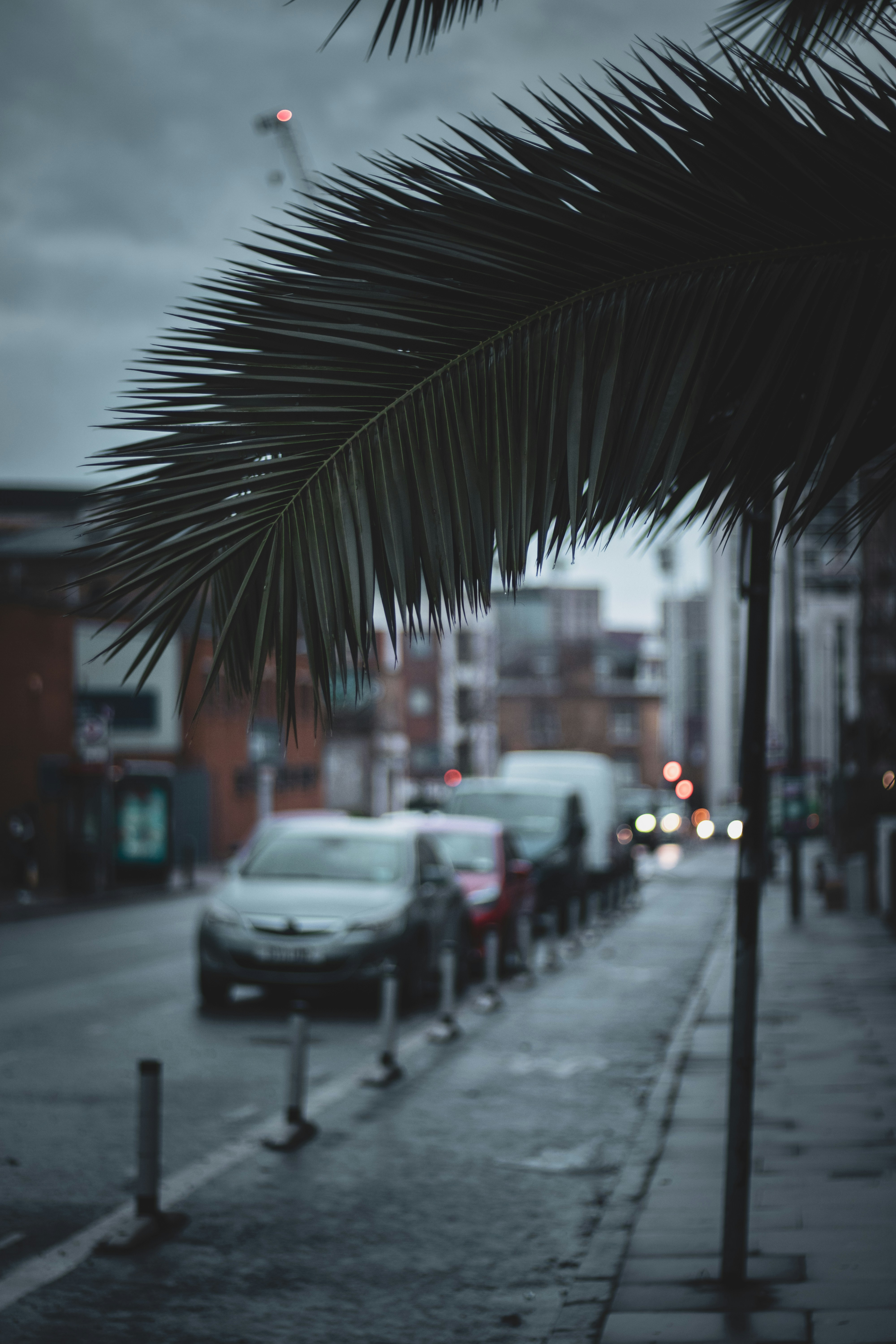 Palm Frond Framing a Distant Street Morning