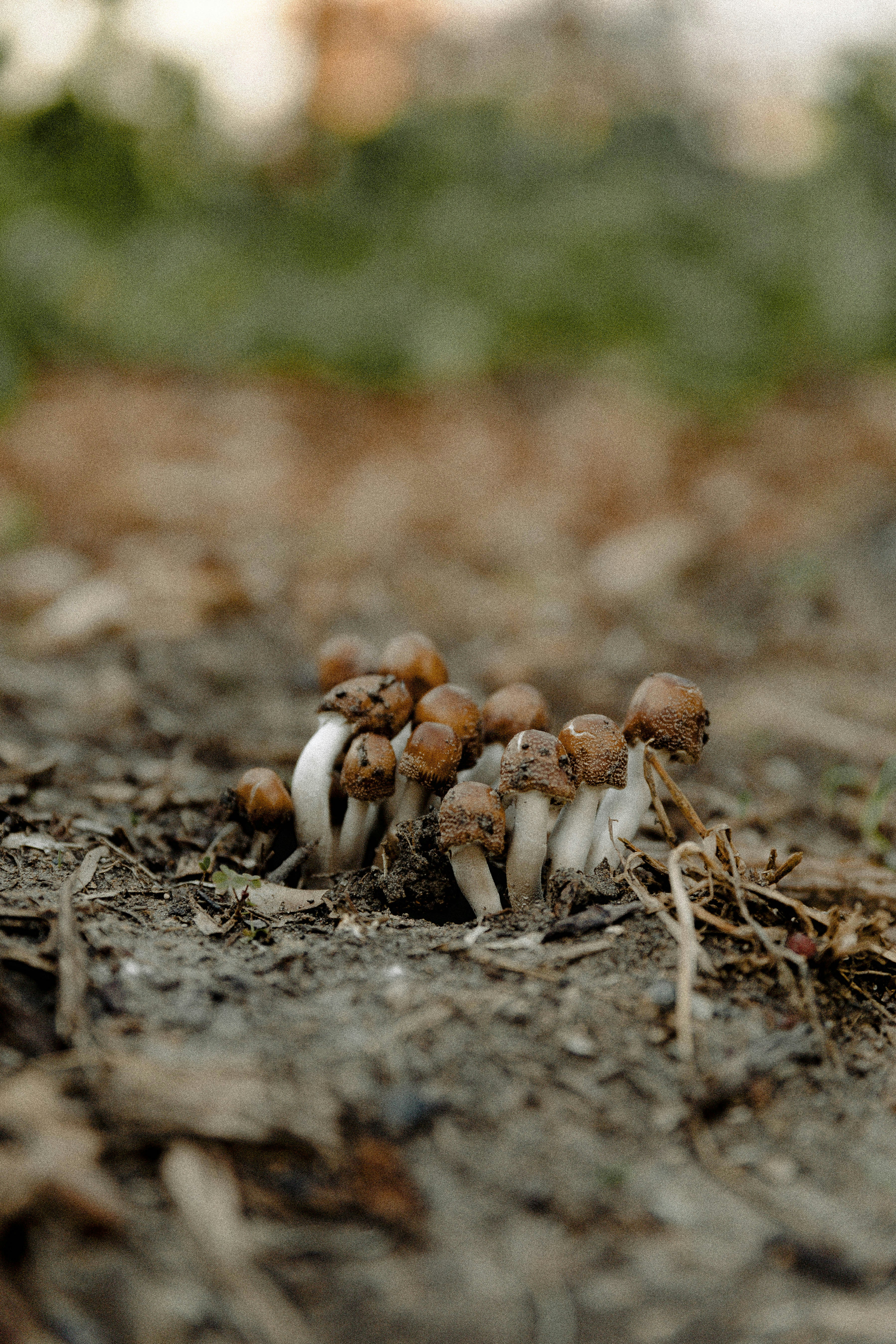 a group of mushrooms sitting on the ground