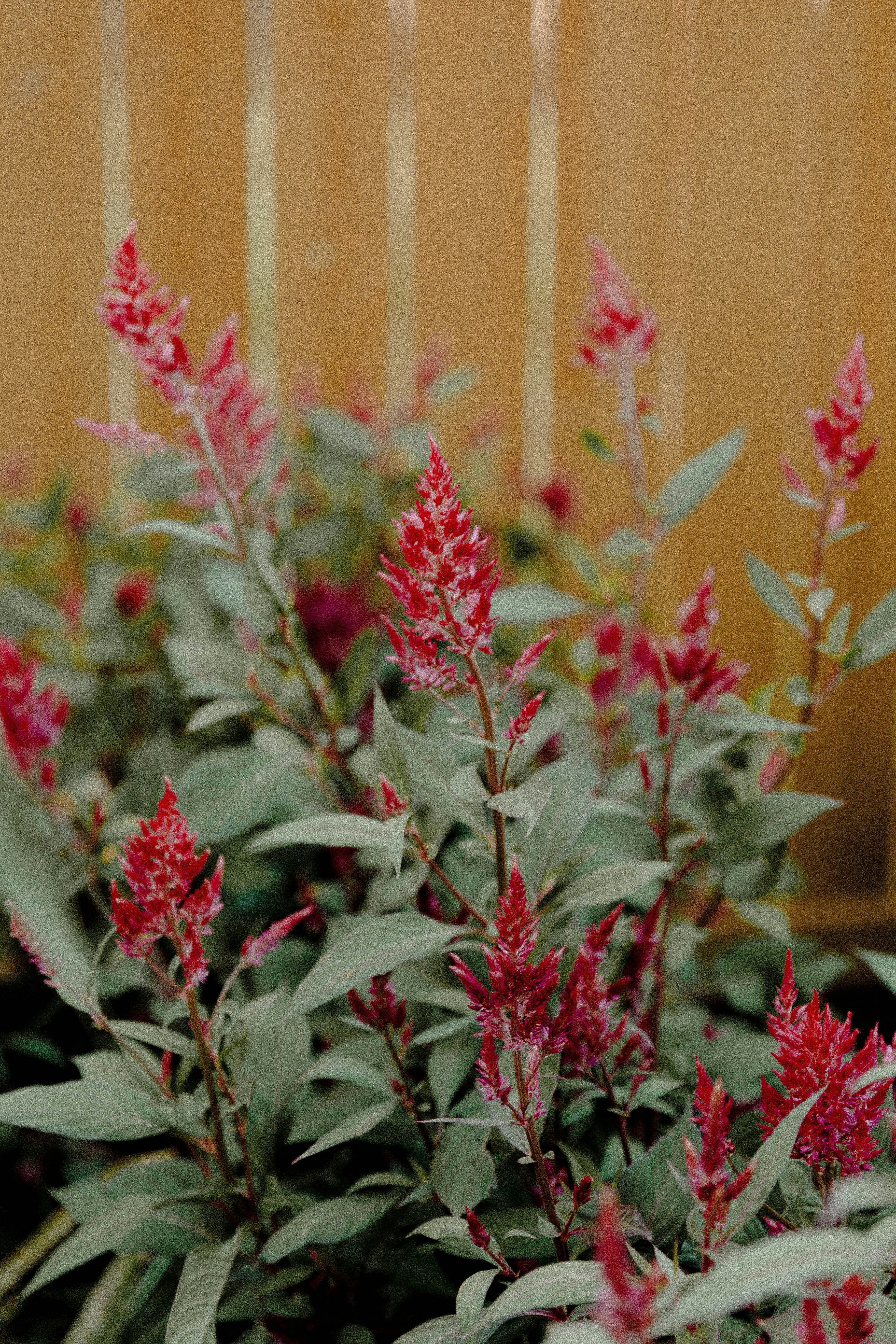 Un buisson avec des fleurs rouges devant une clôture en bois photo ...