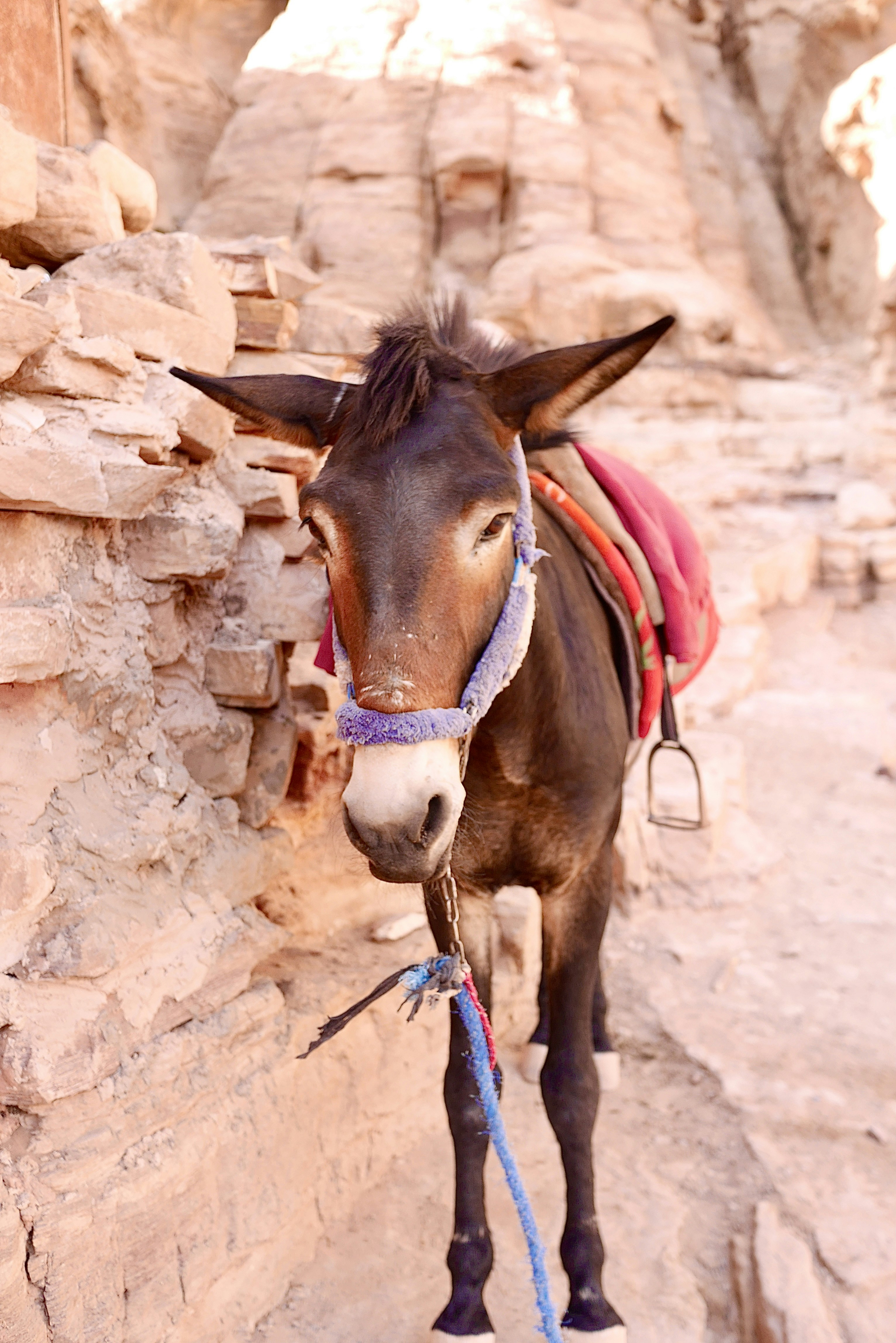 A donkey stands quietly against a rocky backdrop, adorned with a saddle and tethered with colorful ropes. The warm tones of the surrounding rocks complement its calm demeanor.